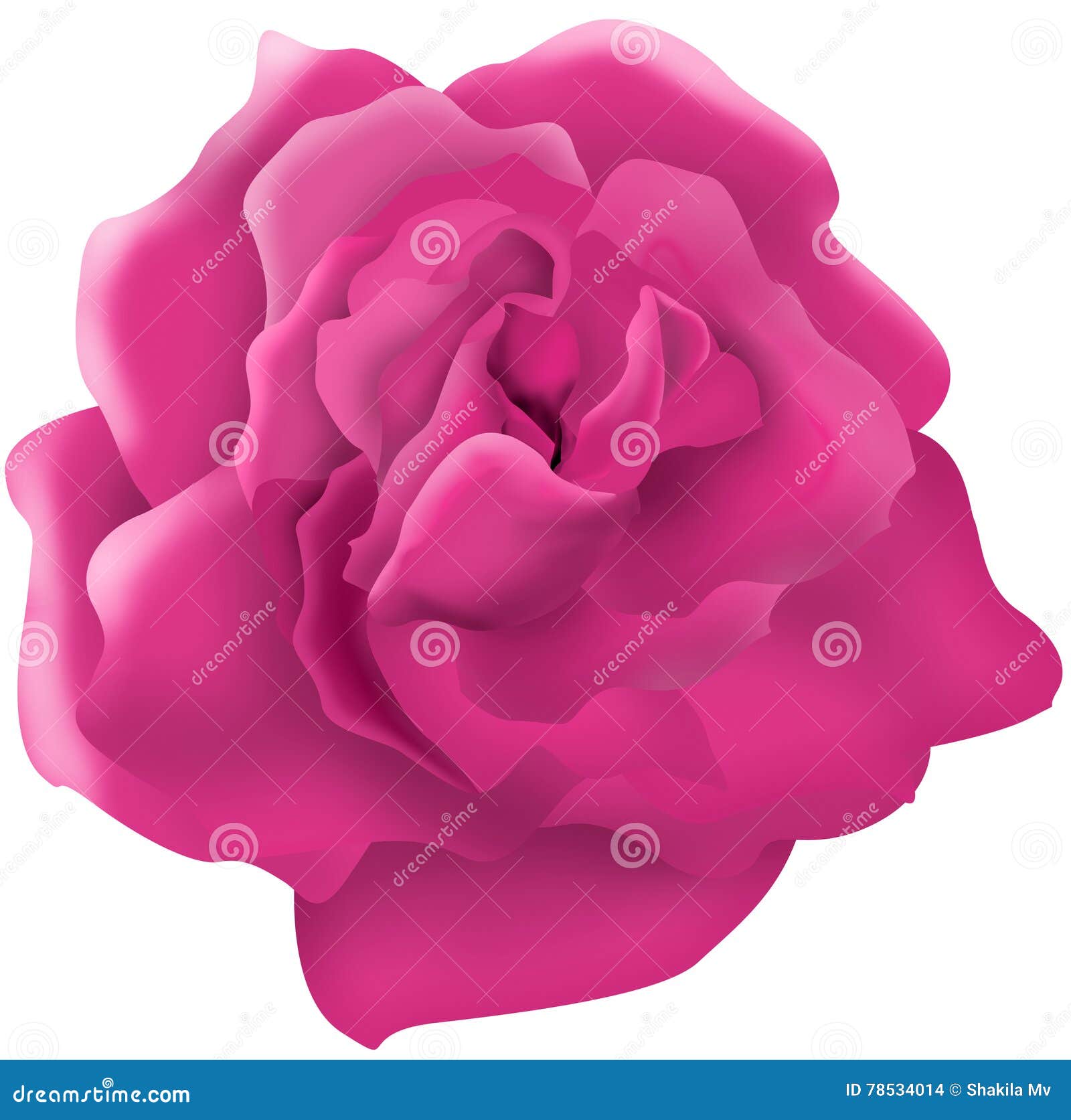 Single Pink Rose Illustration Stock Photo - Illustration of anniversary ...