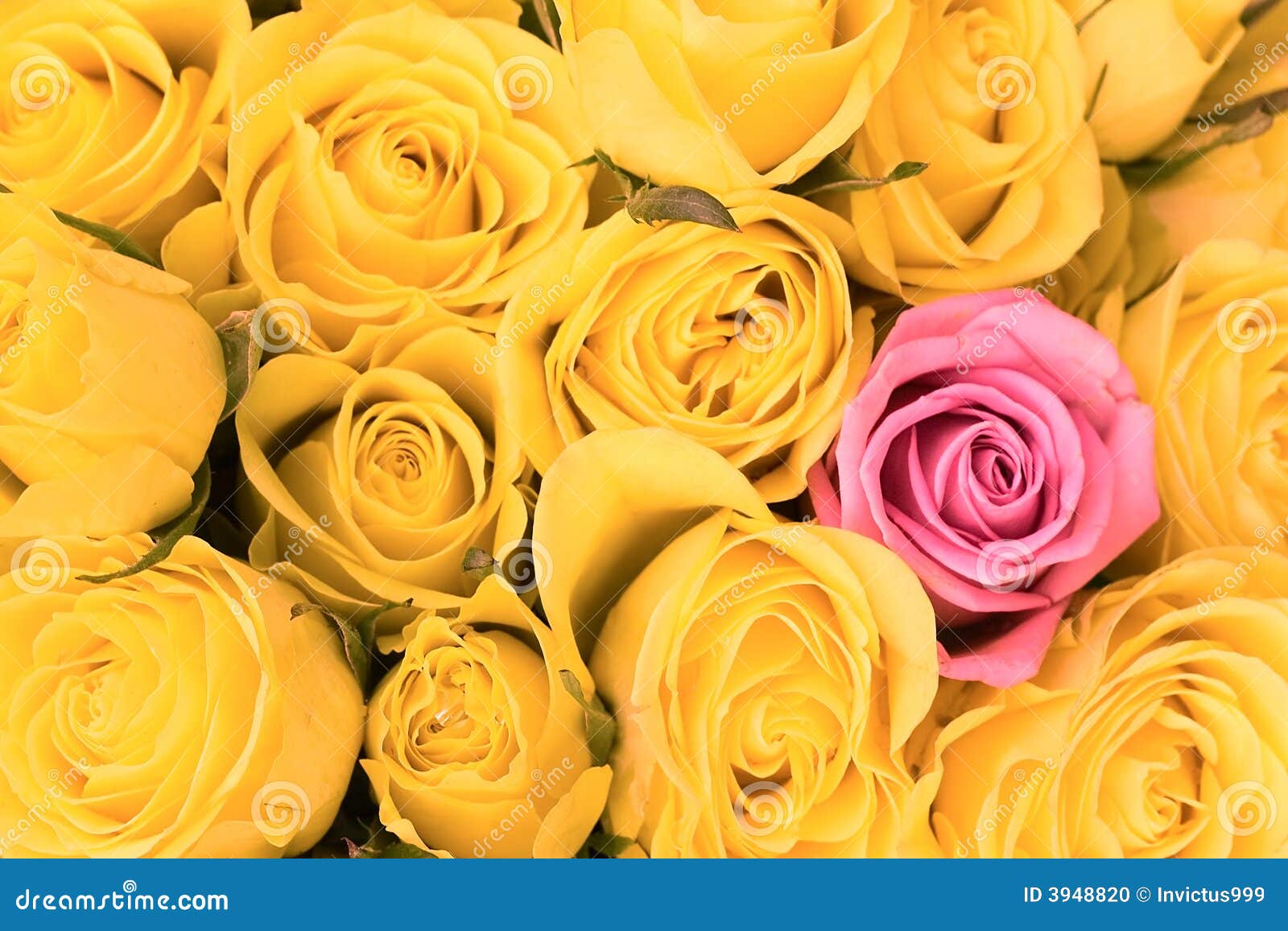 Single pink rose inside stock photo. Image of nature, detail - 3948820