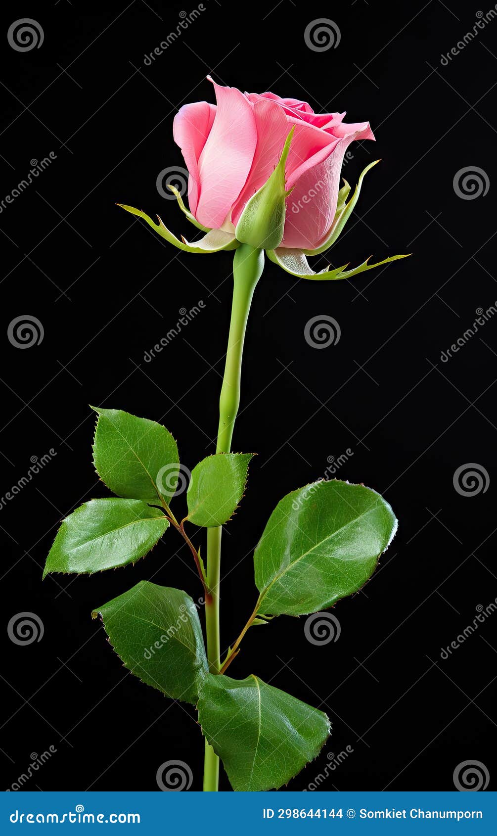 Single Pink Rose Isolated on a Black Background, Beautiful Pink Rose ...