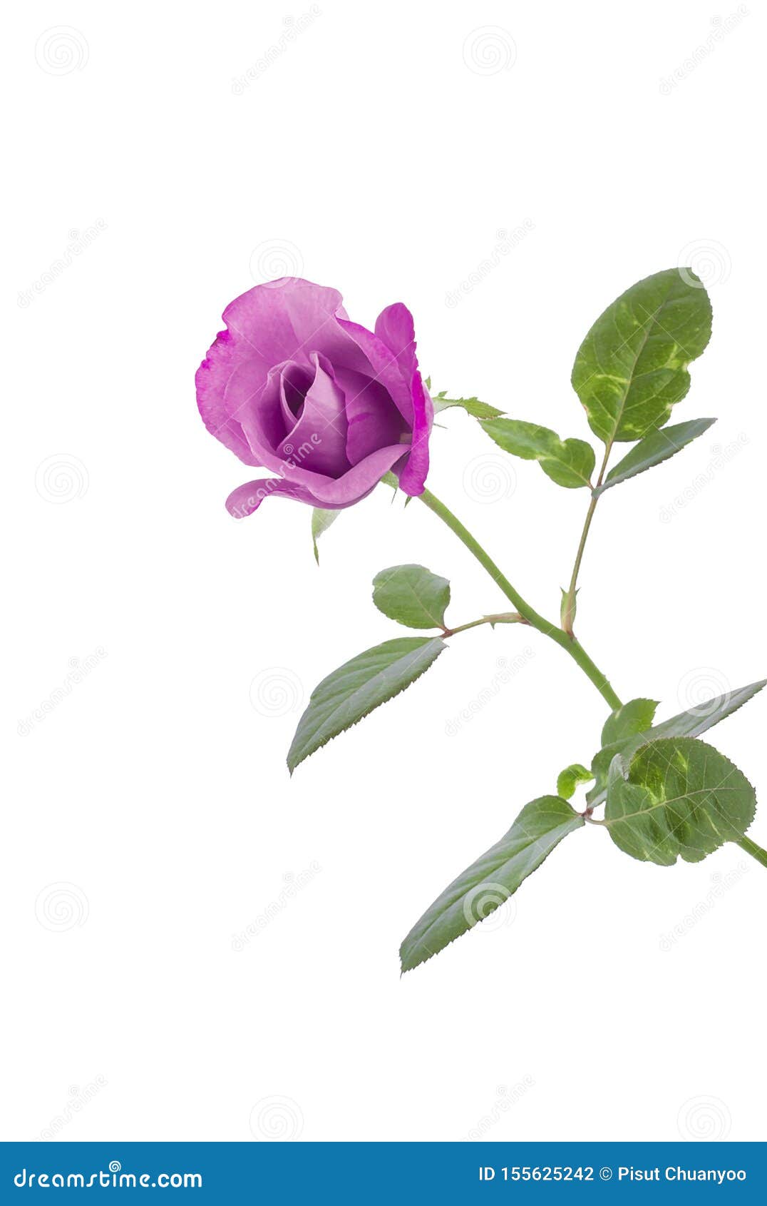 Single Pink Rose Isolated on White Background Stock Photo - Image of ...