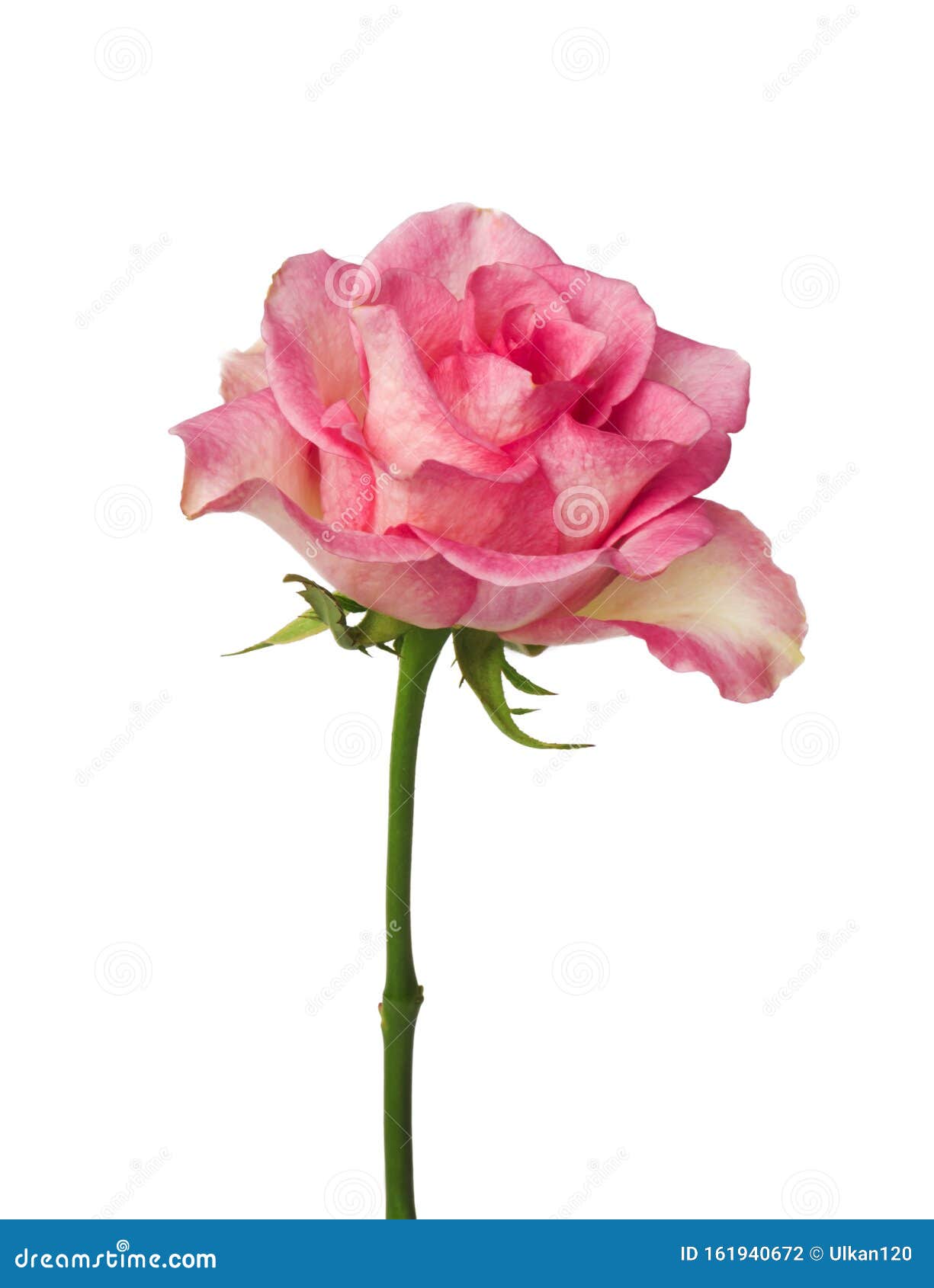 Single Pink Rose, Isolated on White Background Stock Photo - Image of ...