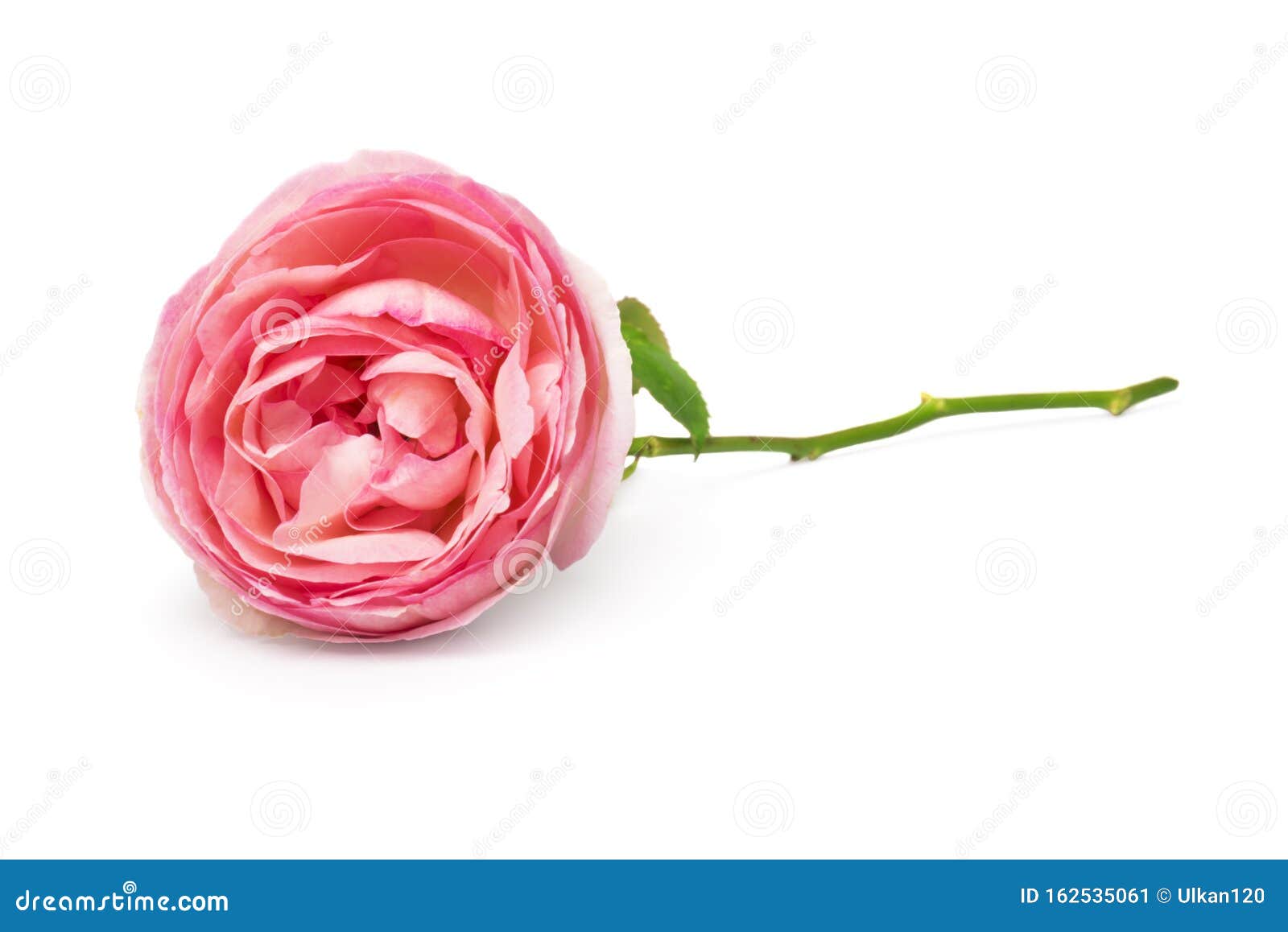 Single Pink Rose, Isolated on White Background Stock Image - Image of ...
