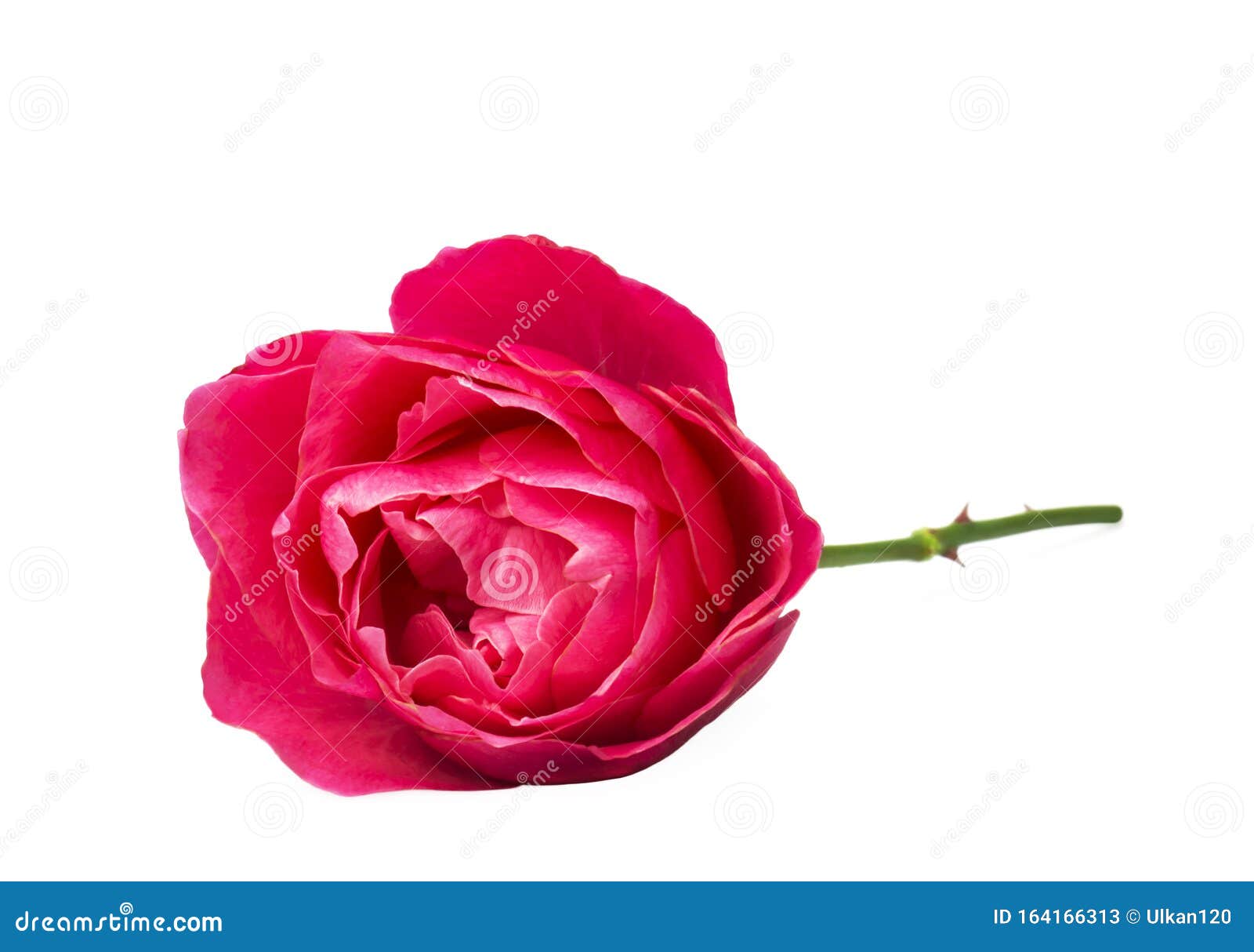 Single Pink Rose, Isolated on White Background Stock Image - Image of ...