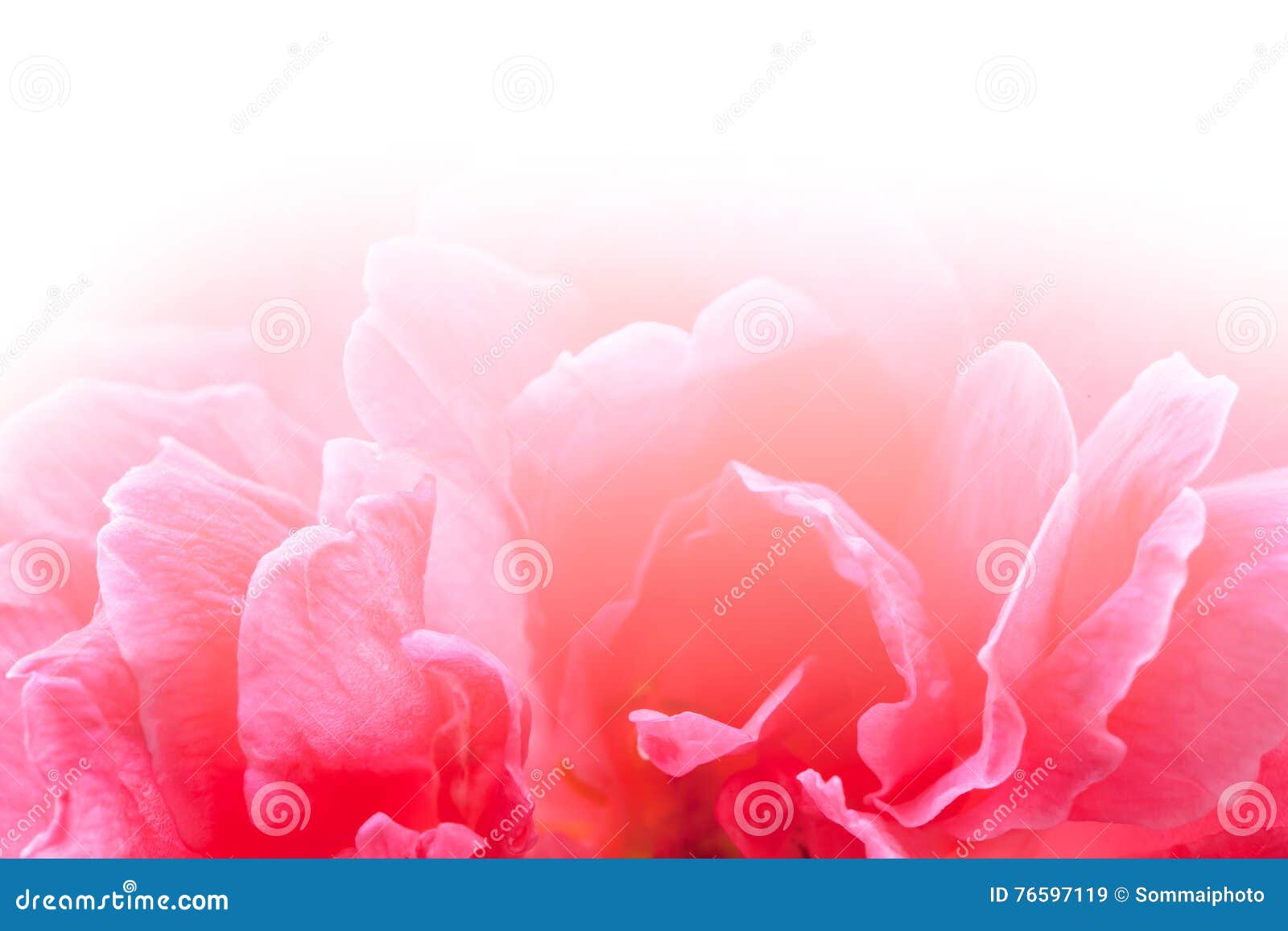 Single pink rose stock image. Image of birthday, green - 76597119