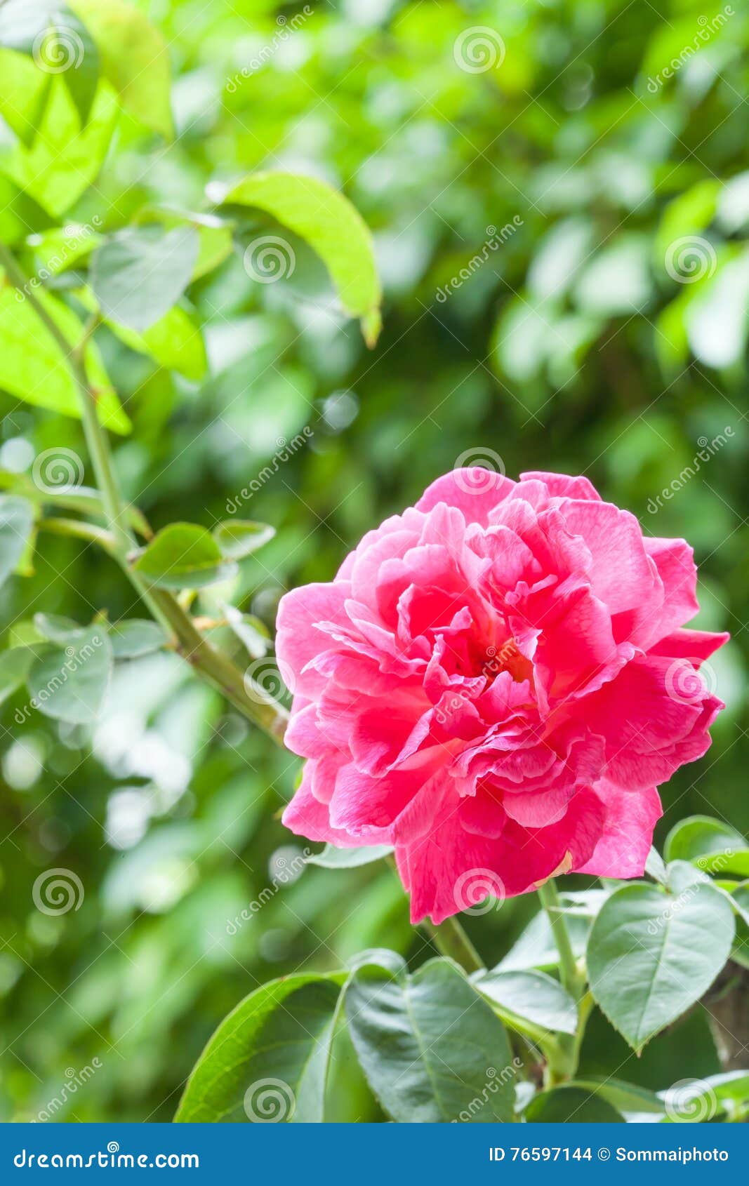 Single pink rose stock photo. Image of freshness, love - 76597144