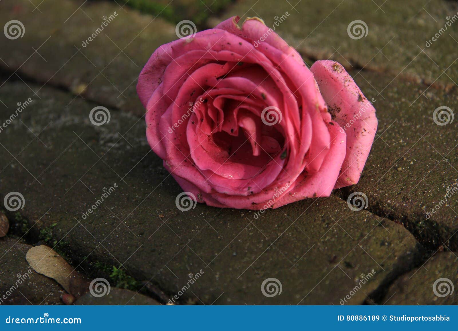 Single pink rose stock image. Image of grave, mourning - 80886189