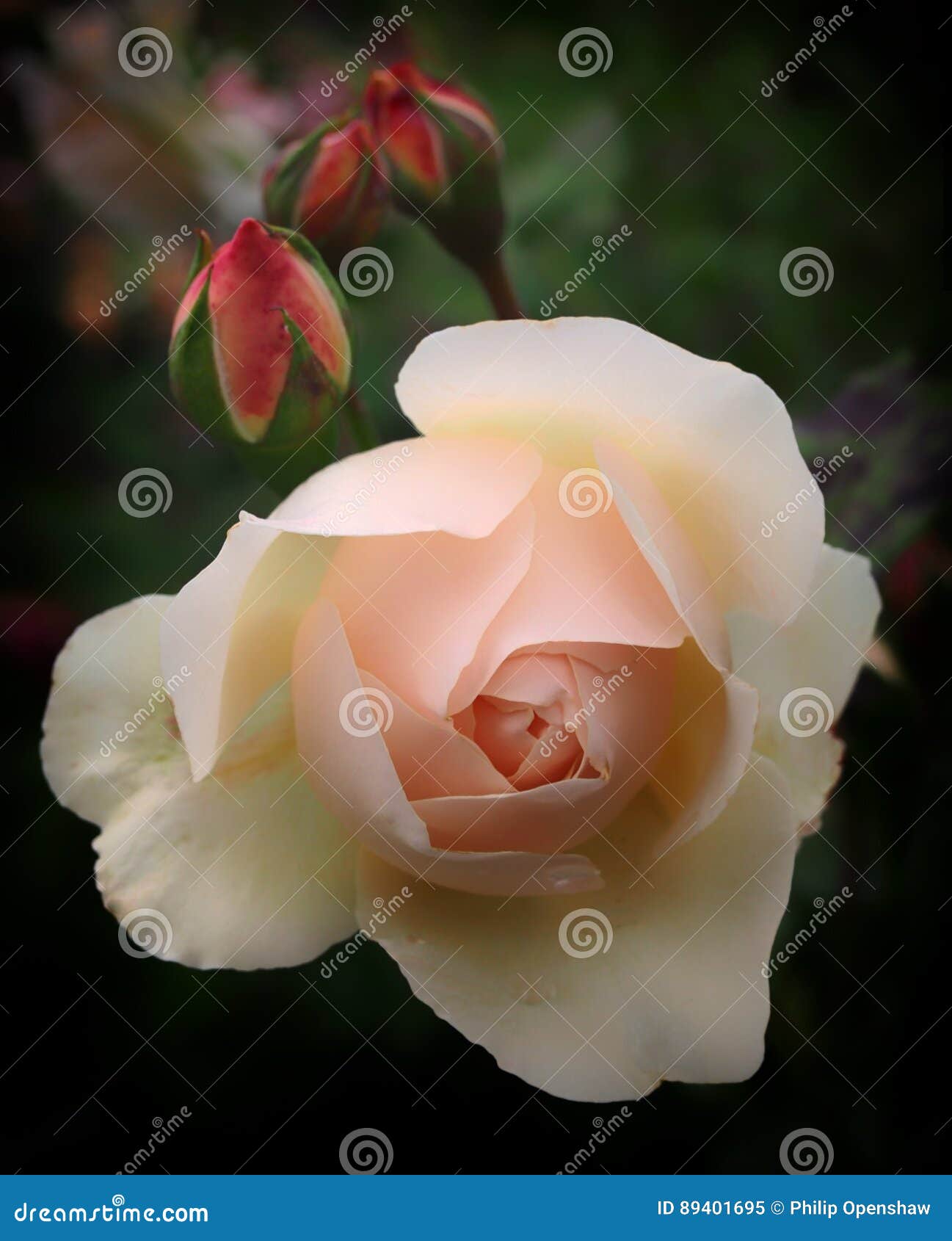 A Single Pink Rose with Rosebud Stock Image - Image of isolated ...