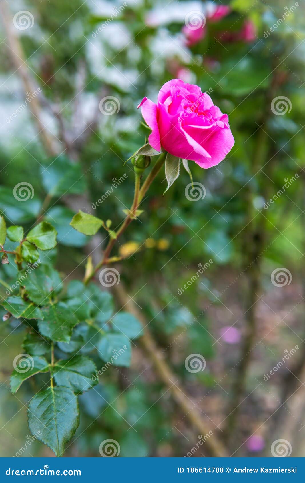 Single Pink Rose stock photo. Image of petals, flowers - 186614788