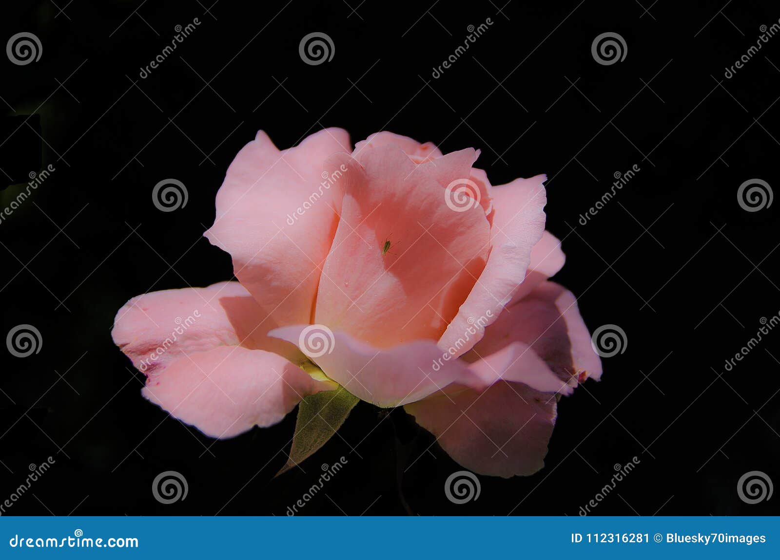Single Pink Rose with a Very Small Insect, Black Background. Stock ...