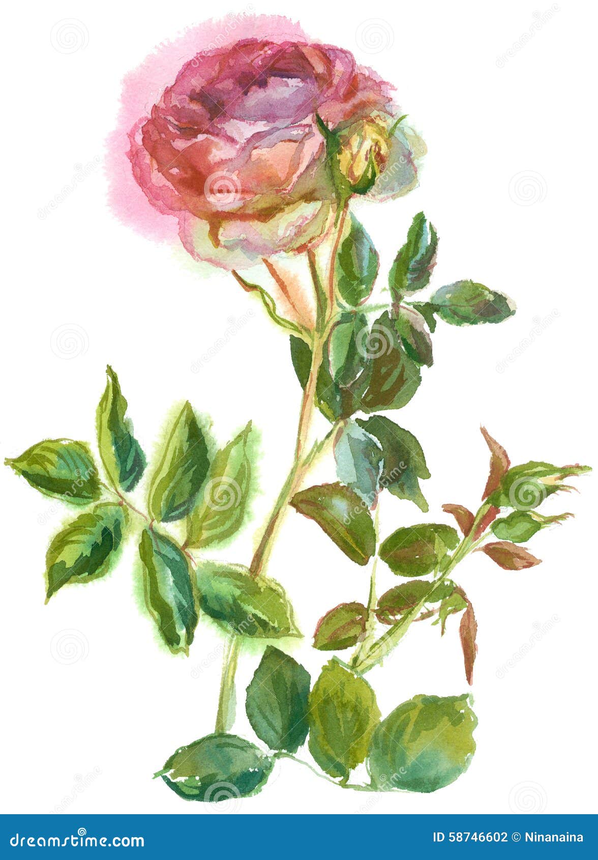 Single pink rose stock illustration. Illustration of drawing - 58746602