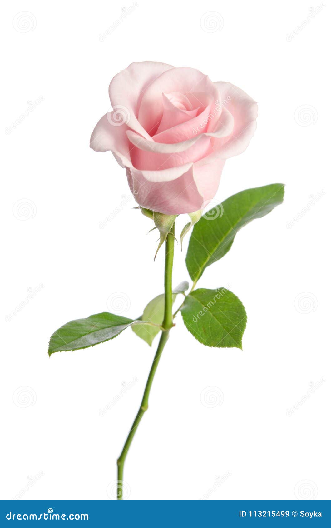 Beautiful Bud of Single Pink Rose Stock Image - Image of plant, green ...
