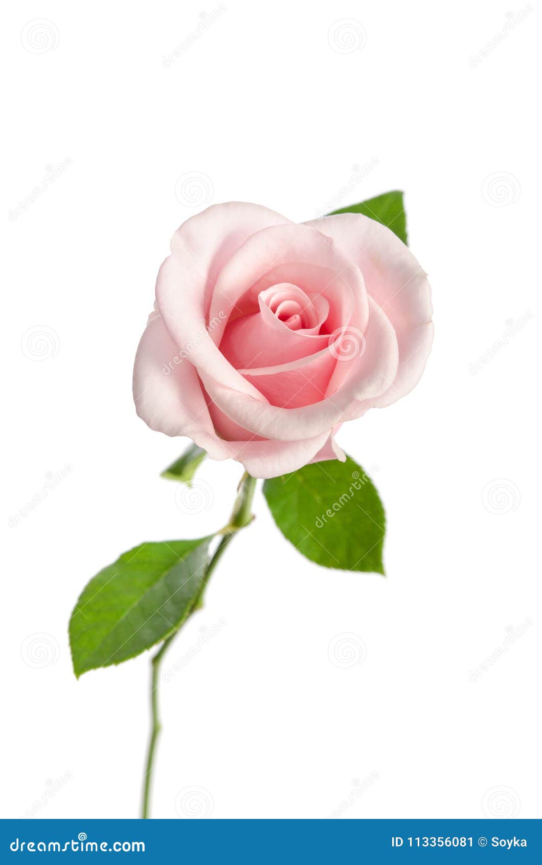 Beautiful Bud of Single Pink Rose Stock Image - Image of isolated ...