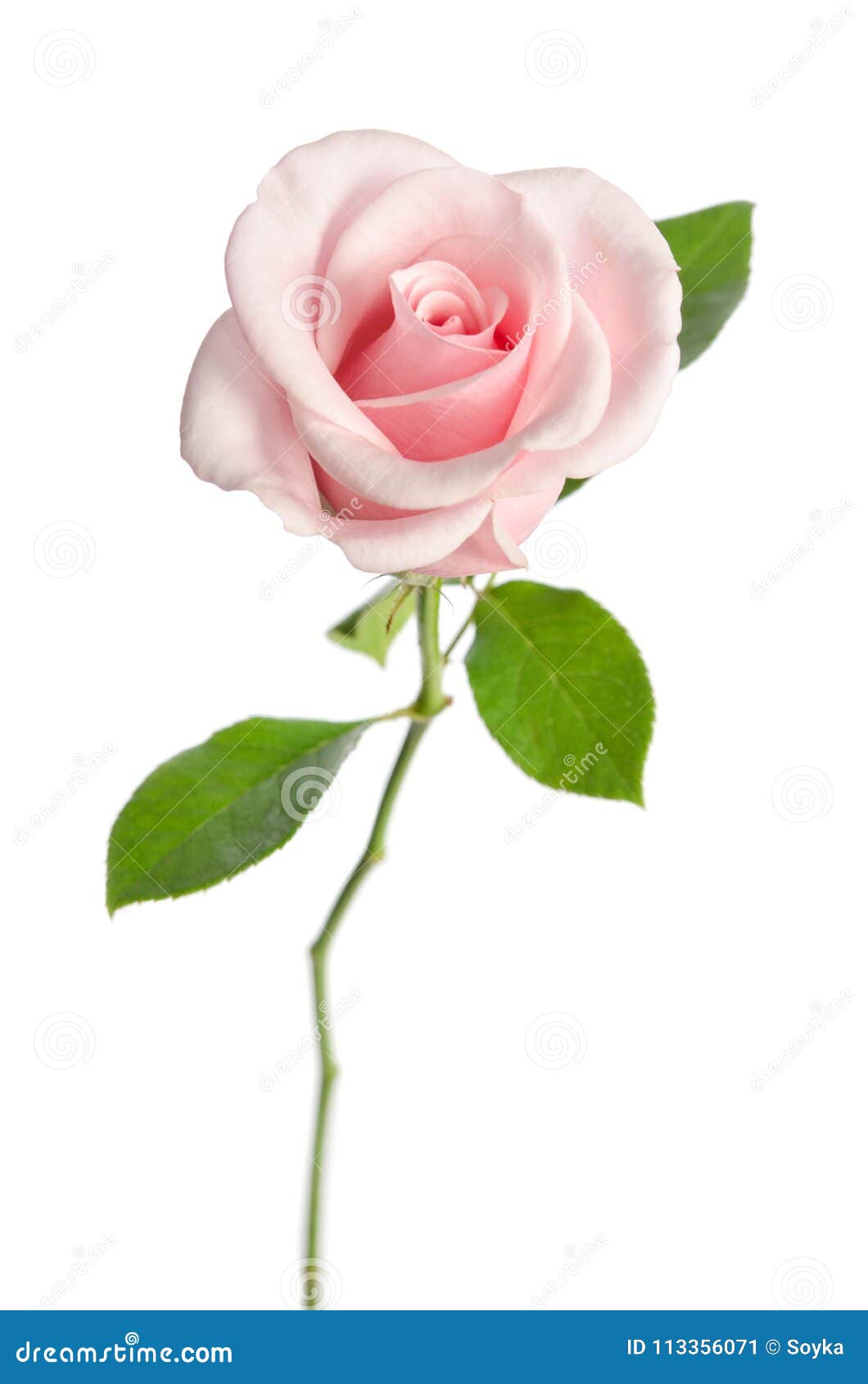 Beautiful Bud of Single Pink Rose Stock Image - Image of petal ...
