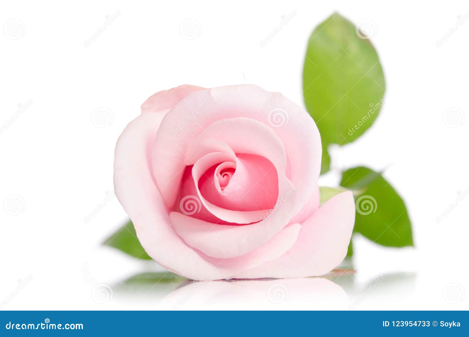 Beautiful Bud of Single Pink Rose Stock Image - Image of flower ...