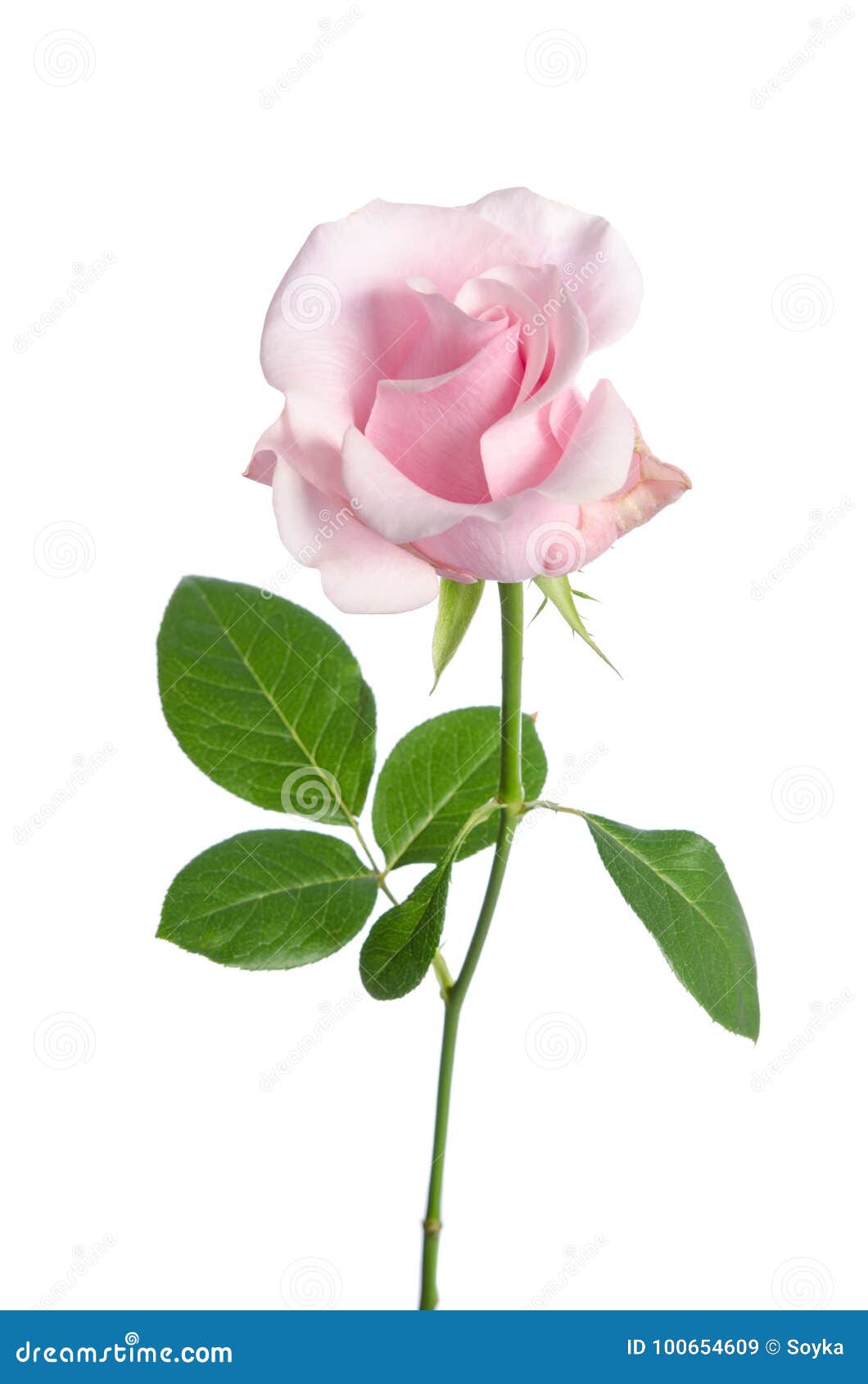Single pink rose stock image. Image of plant, petal - 100654609