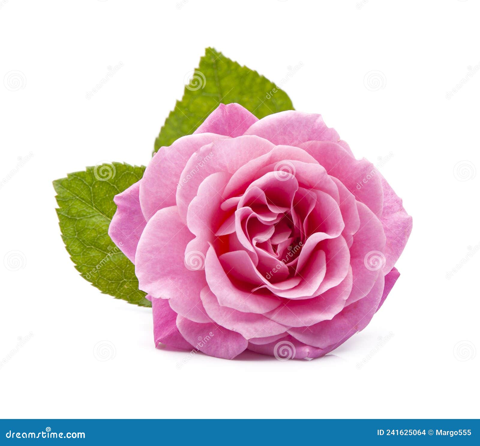 Single pink rose stock photo. Image of leaves, nature - 241625064