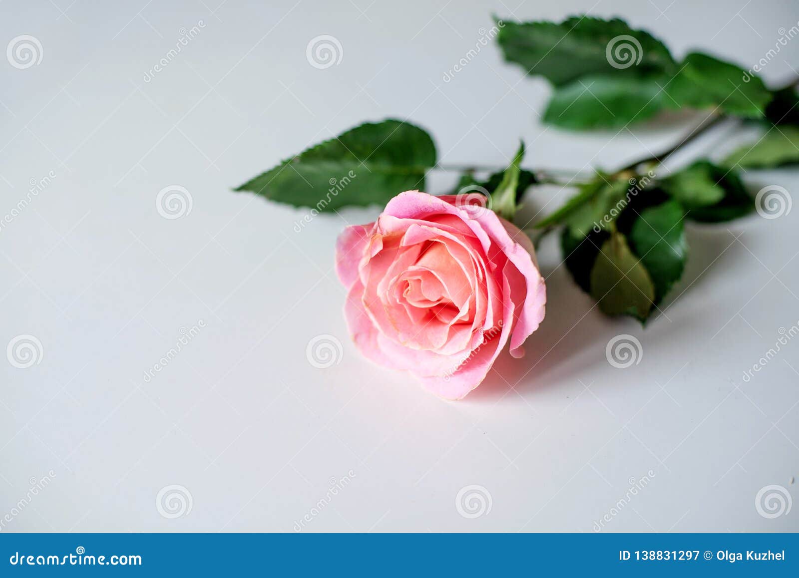 Single Pink Rose Isolated on White Background Stock Image - Image of ...