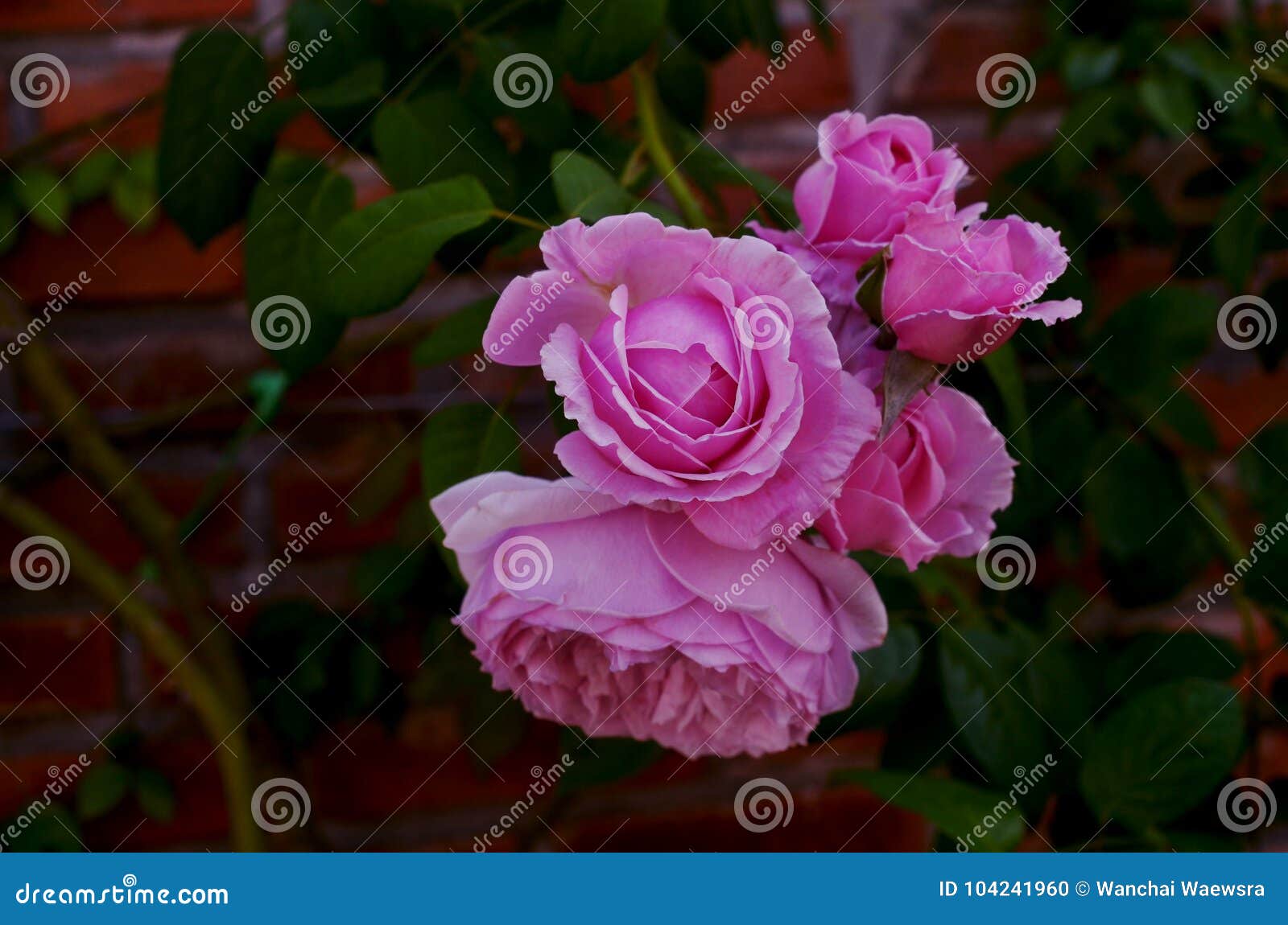 Single Pink Roses stock photo. Image of blooming, love - 104241960