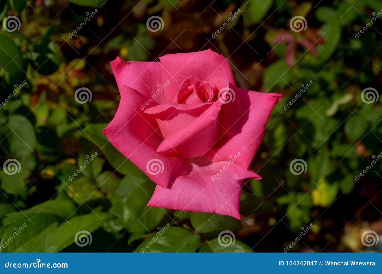 Single Pink Roses stock image. Image of bright, love - 104242047