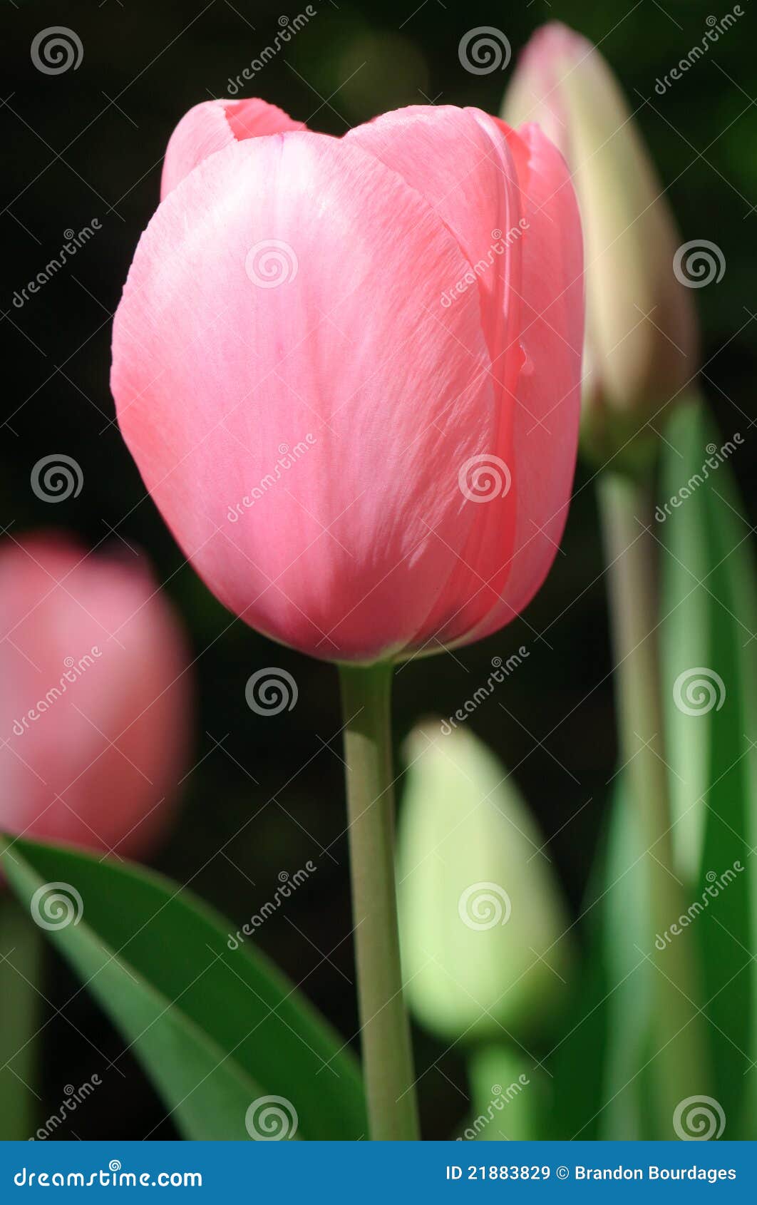 Single Pink Tulip stock image. Image of defocused, freshness - 21883829