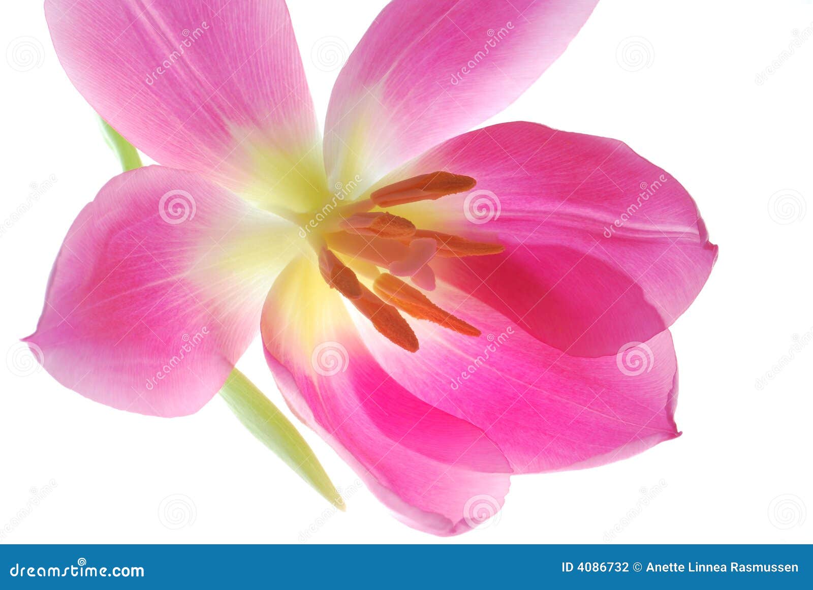 Single pink tulip stock photo. Image of blossom, vibrant - 4086732