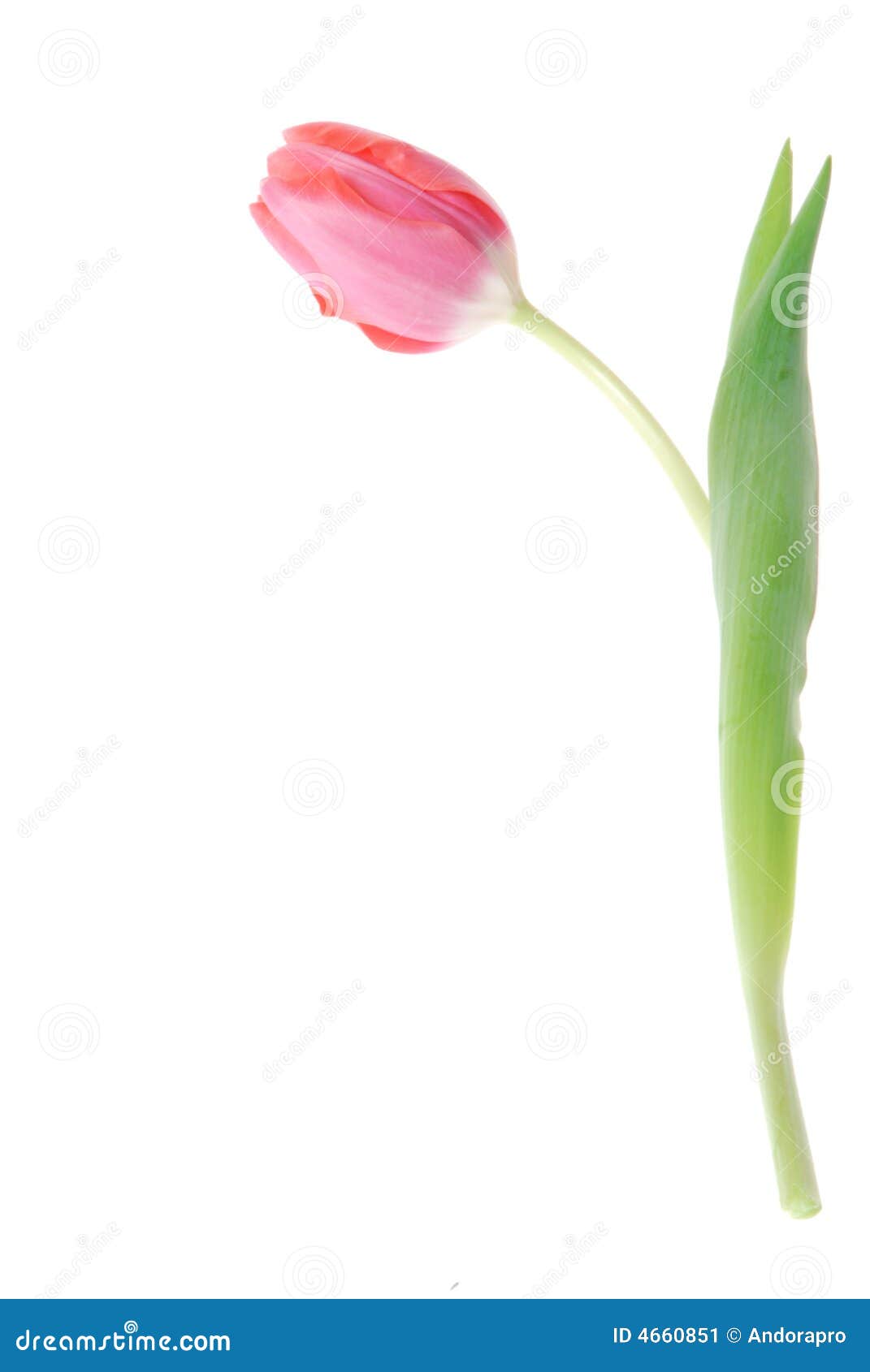 Single pink tulip stock image. Image of mothers, close - 4660851