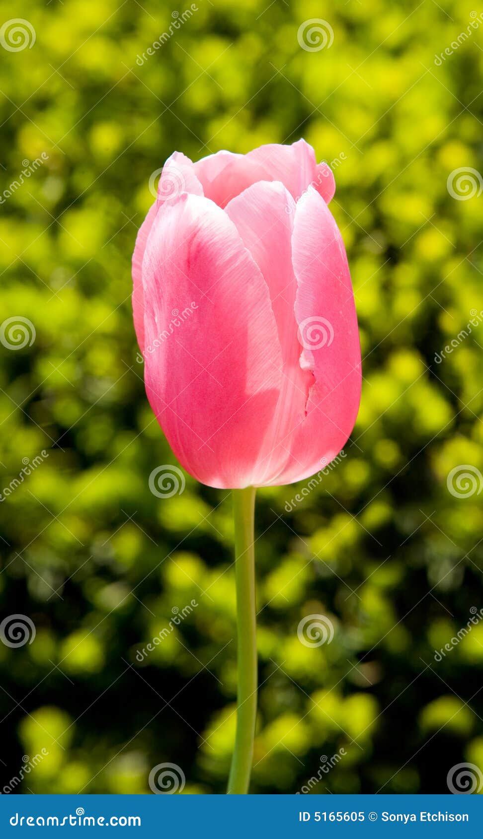 Single Pink Tulip stock image. Image of pretty, blooms - 5165605
