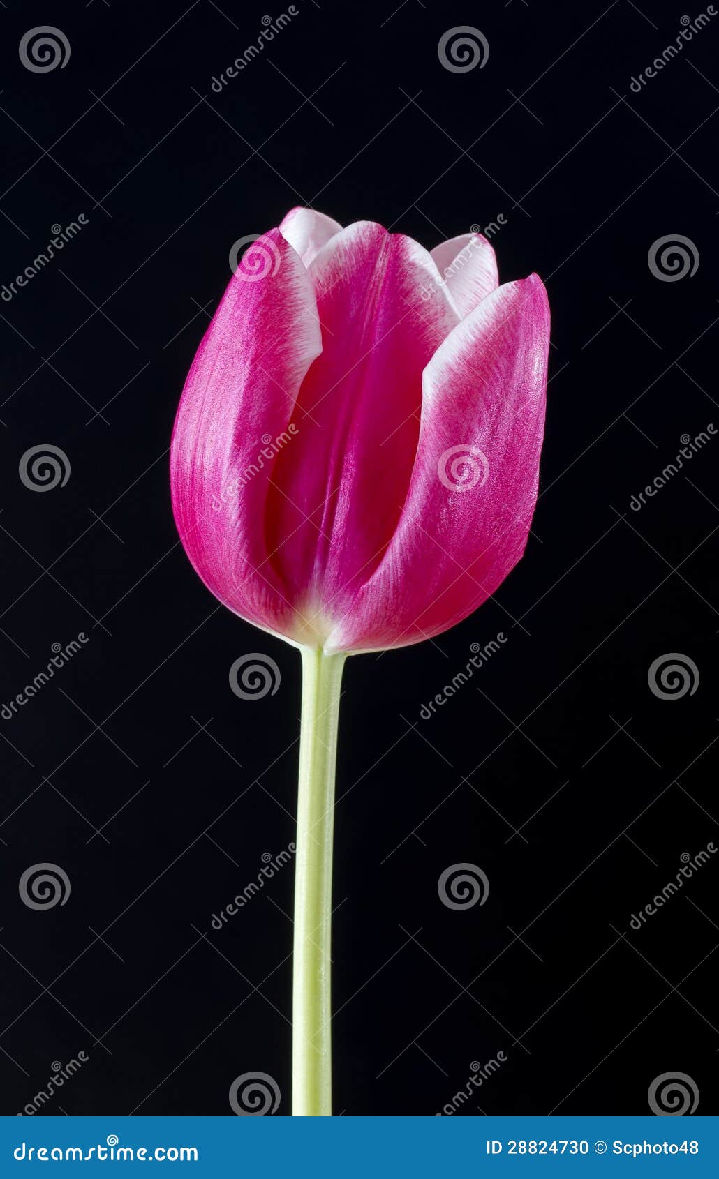 Single pink tulip on black stock photo. Image of stalk - 28824730