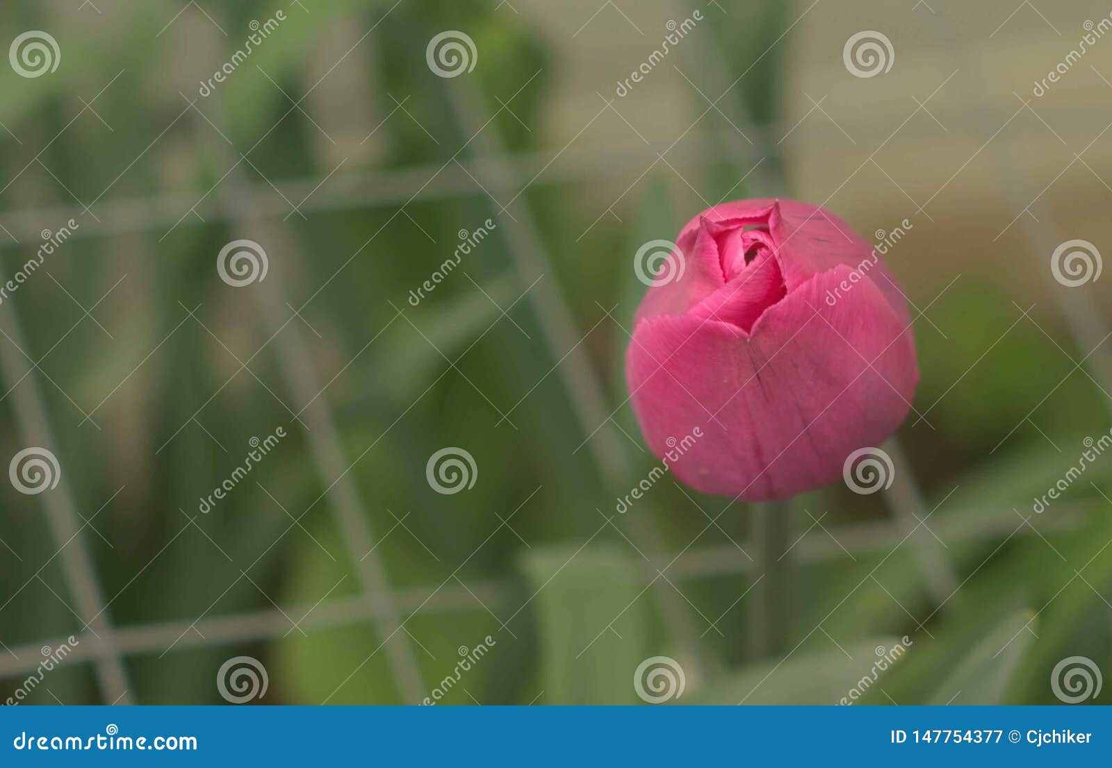 Single Pink Tulip Bloom stock image. Image of plant - 147754377