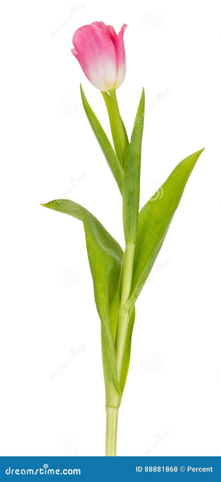 Single pink tulip stock photo. Image of april, decoration - 88881868
