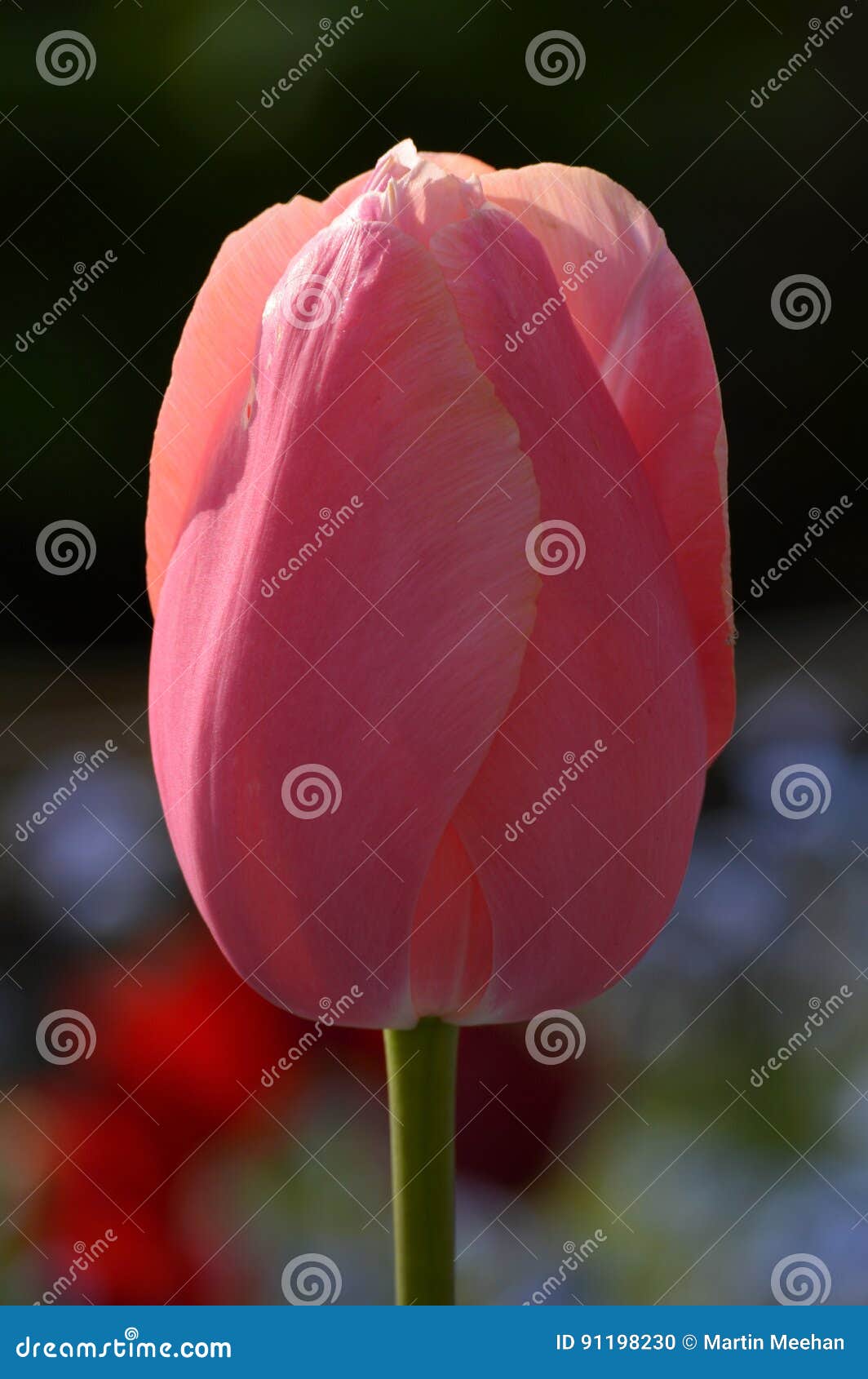 Single Pink Tulip Flower Head, Stock Photo - Image of bright, pink ...