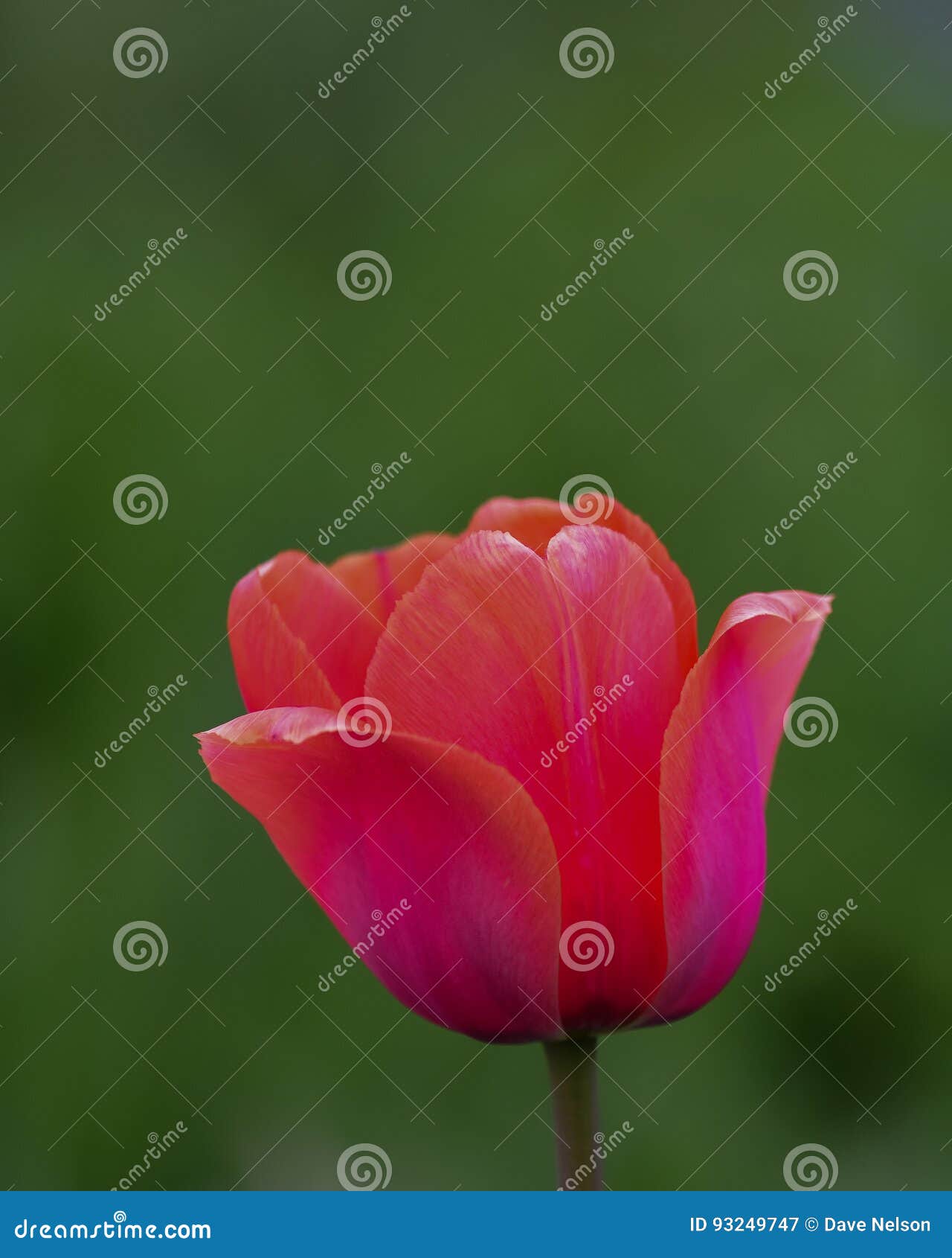 Single pink tulip stock image. Image of green, beauty - 93249747