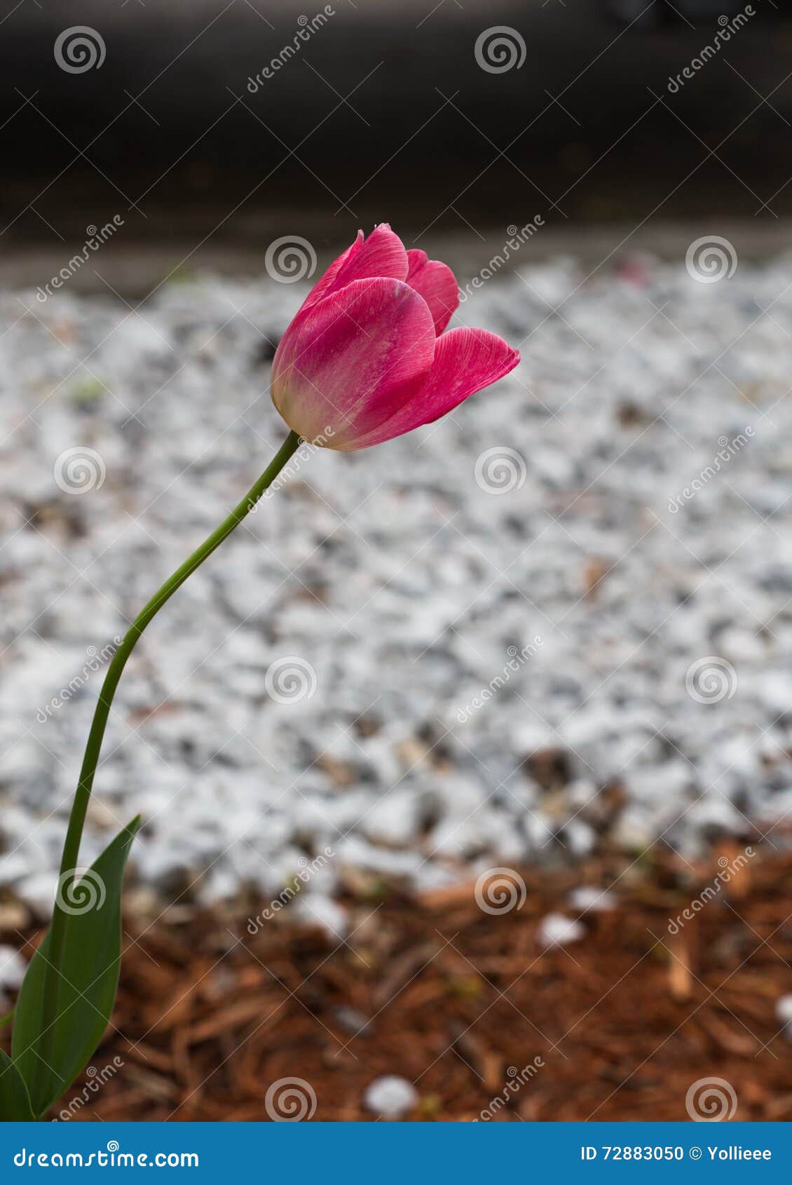 Single pink tulip stock photo. Image of flora, grow, beautiful - 72883050