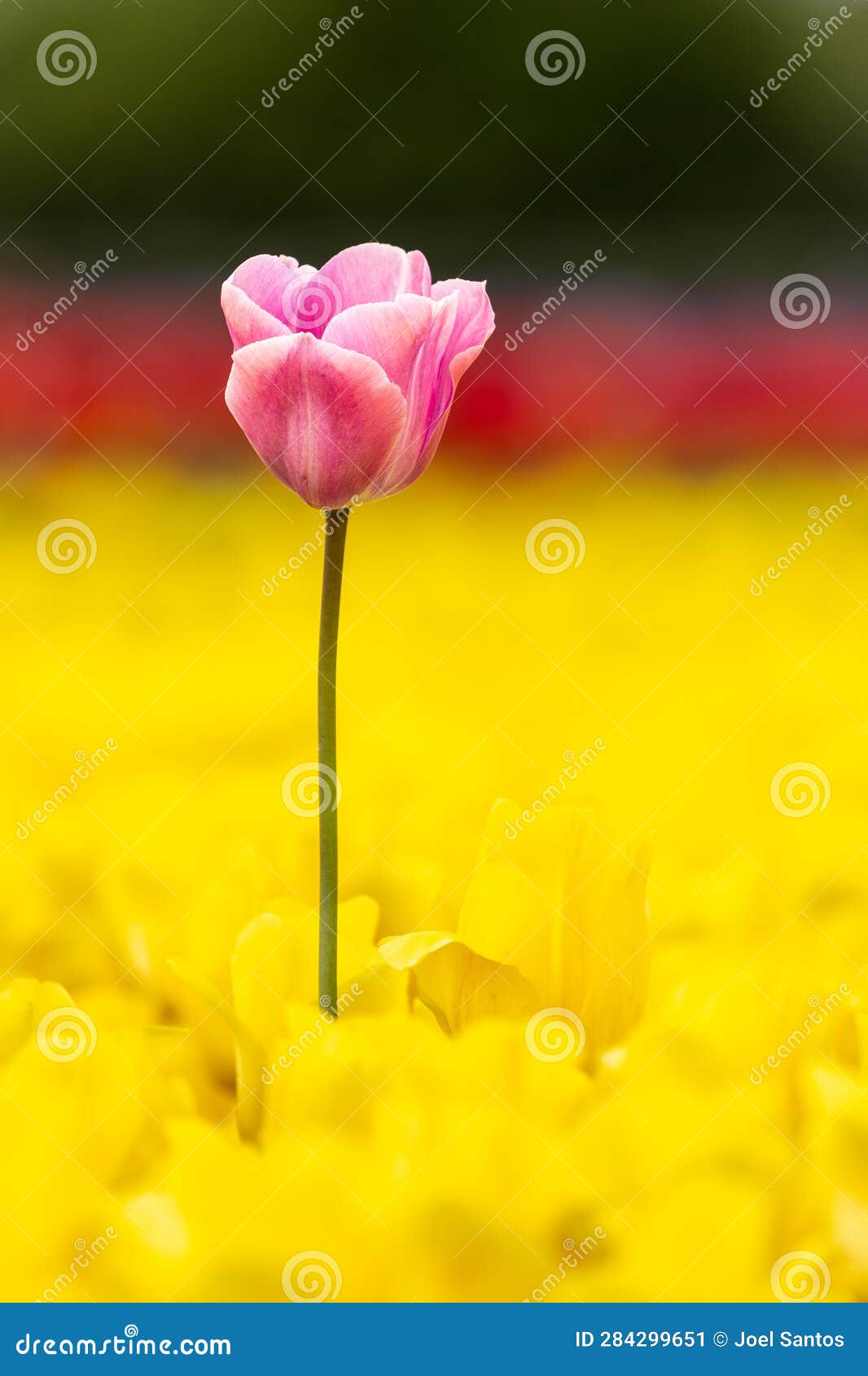 Single Pink Tulip in the Middle of Yellow Field Stock Image - Image of ...