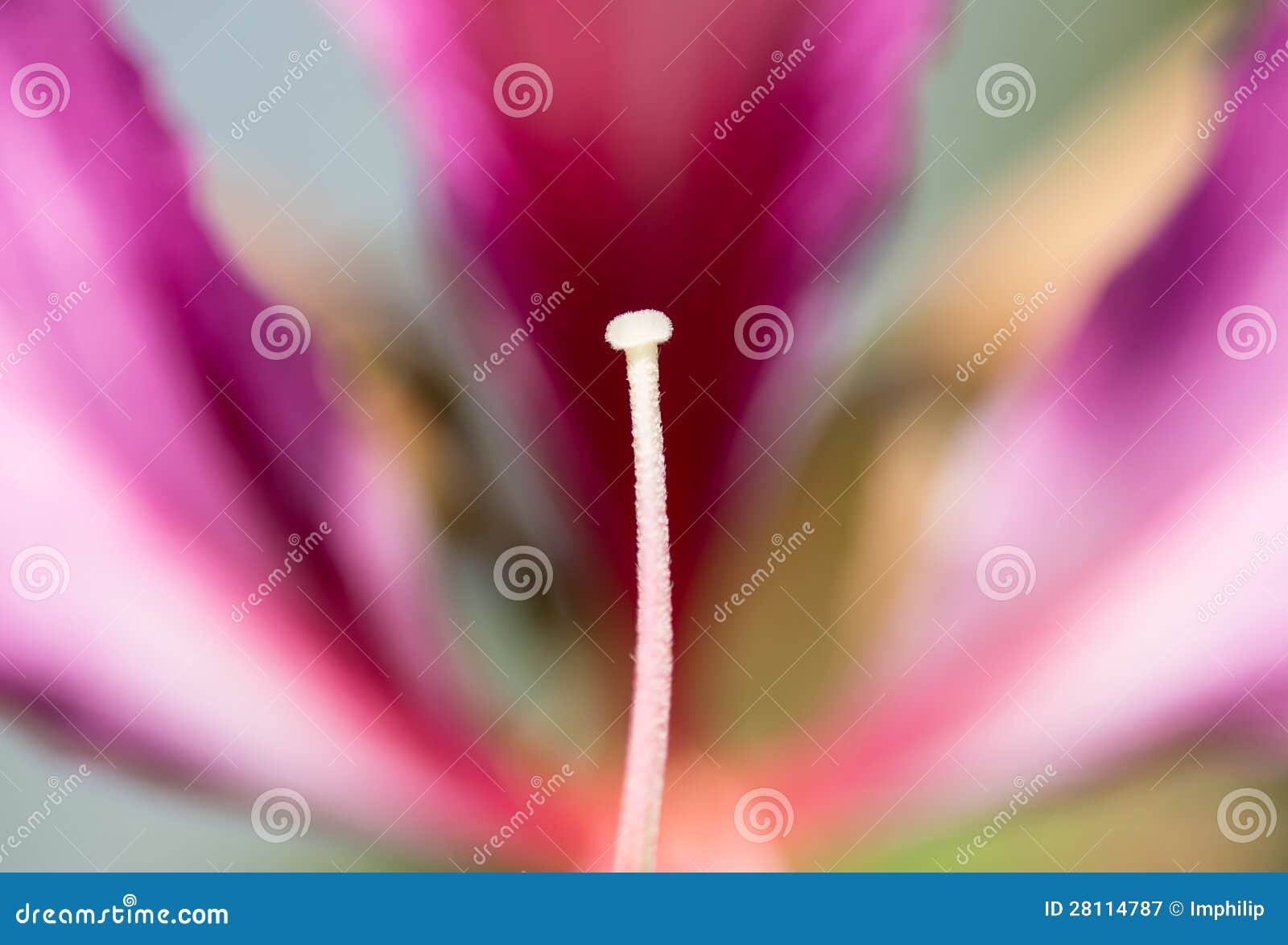 A single pistil stock image. Image of lily, light, close - 28114787