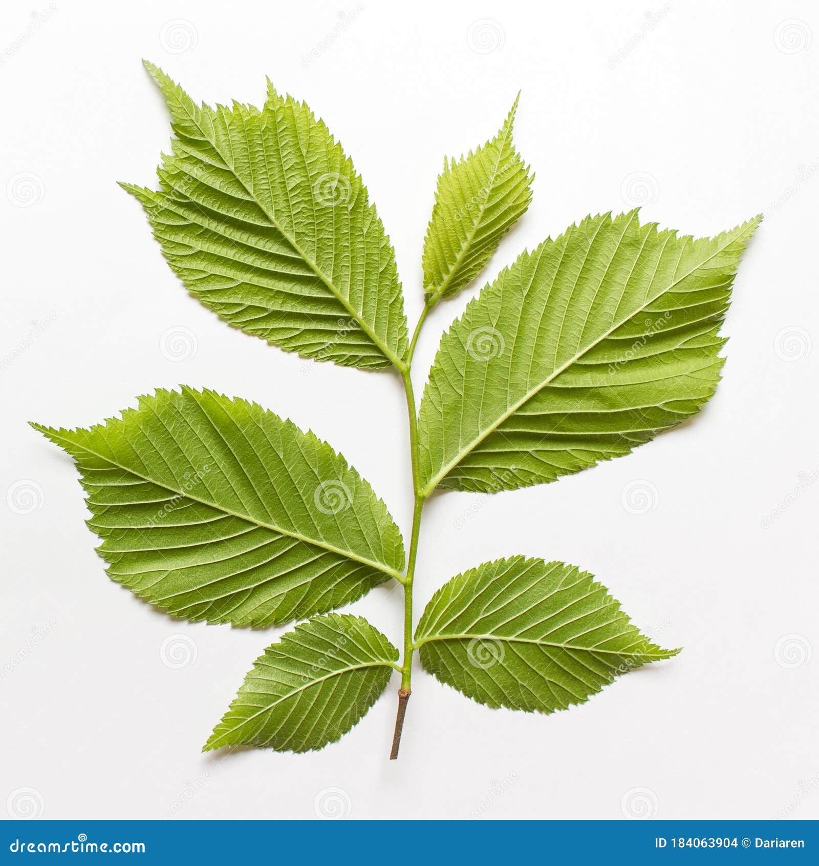 Single Plant Branch with Leaves with Fine Texture Stock Photo - Image ...