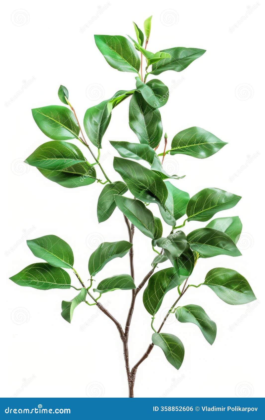 A Single Plant with Green Leaves Against a White Background Stock Photo ...