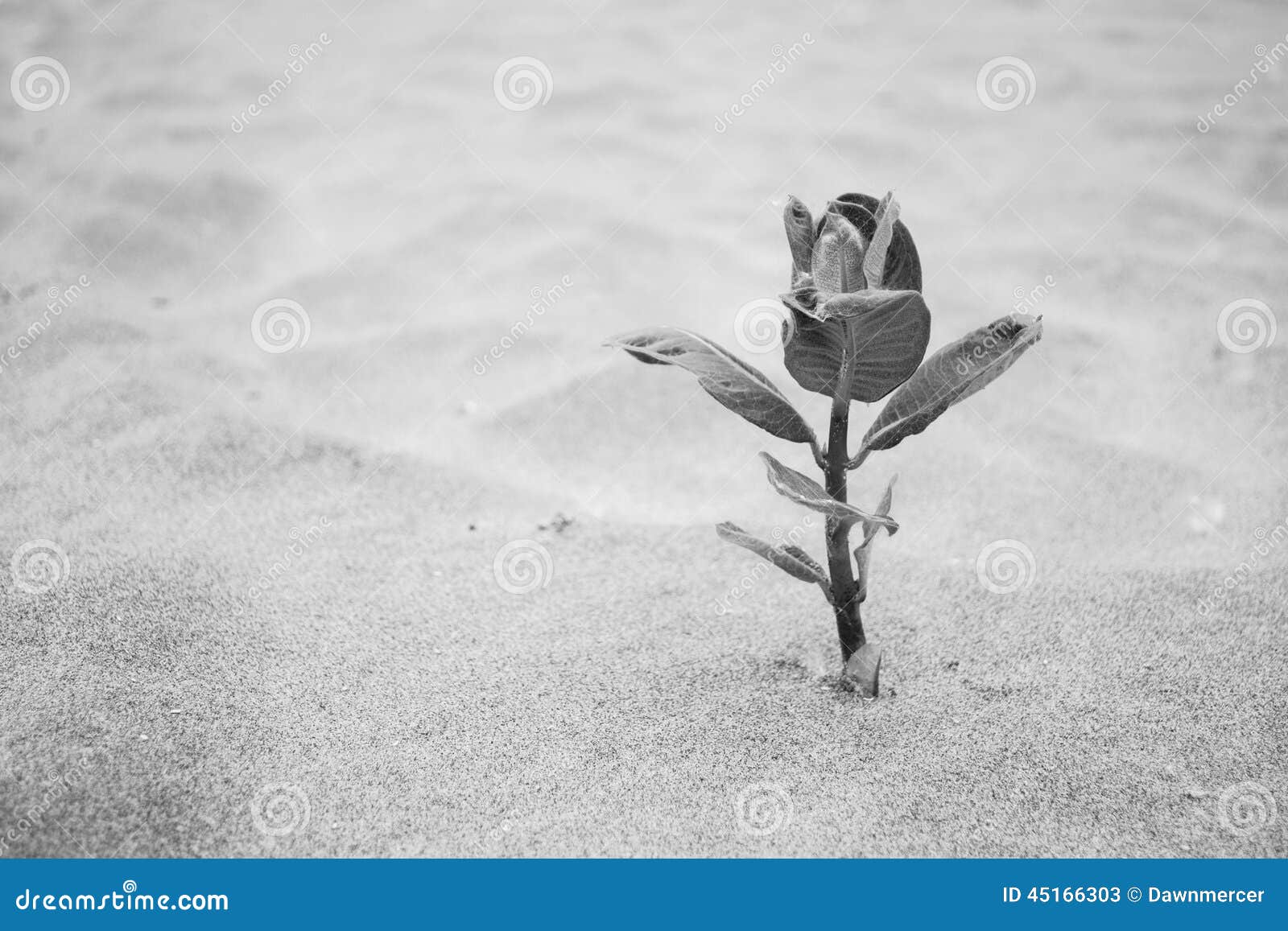 Single Plant Growing on Beach in Sand Stock Image - Image of ...