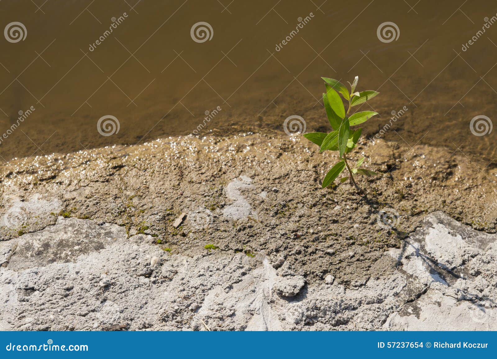 Single Plant Growing In Wild Beach Stock Photography | CartoonDealer ...