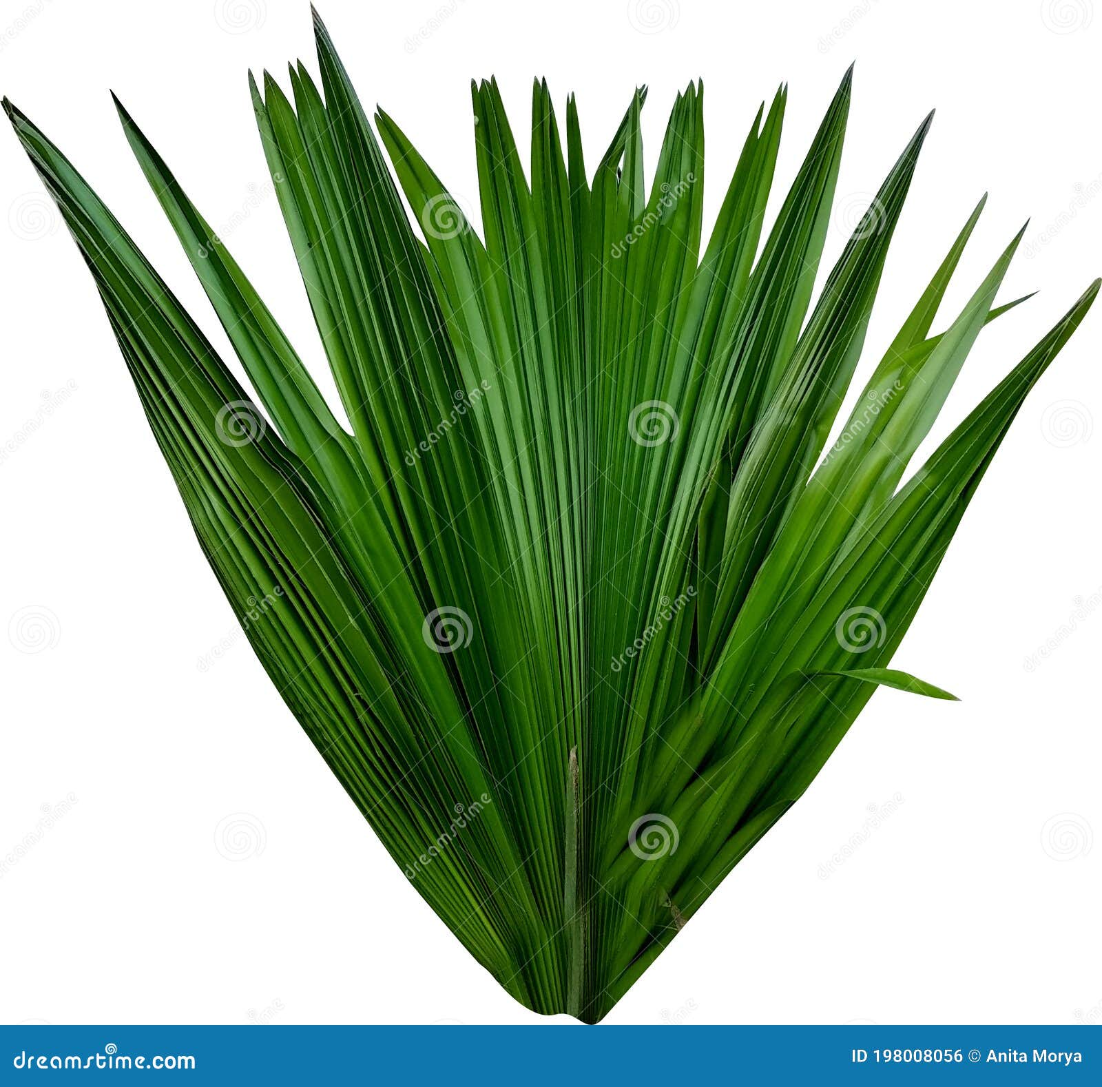 Single Plant Growing In Wild Beach Stock Photography | CartoonDealer ...