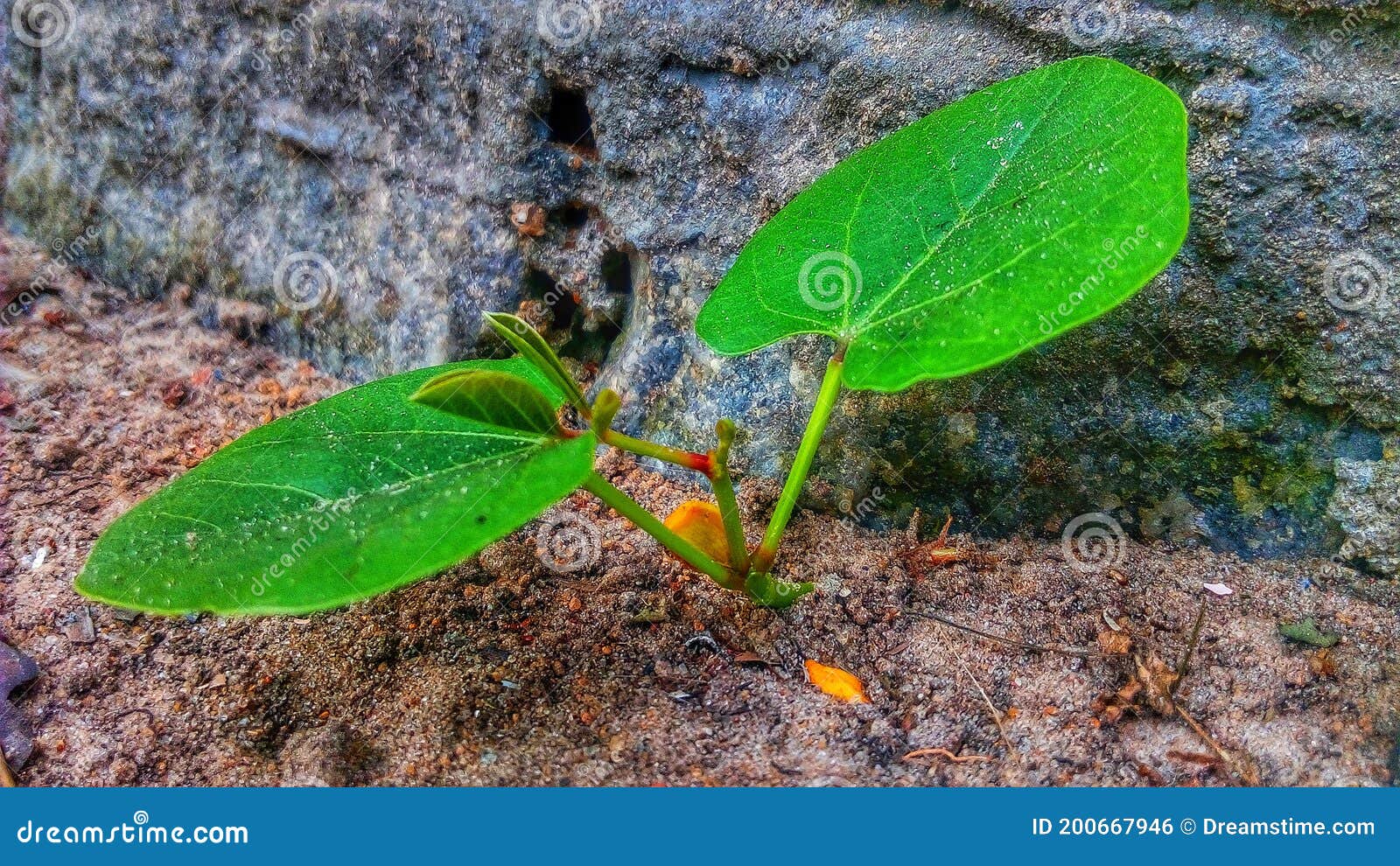 Single Plant in a Plain Background Stock Photo - Image of plain ...