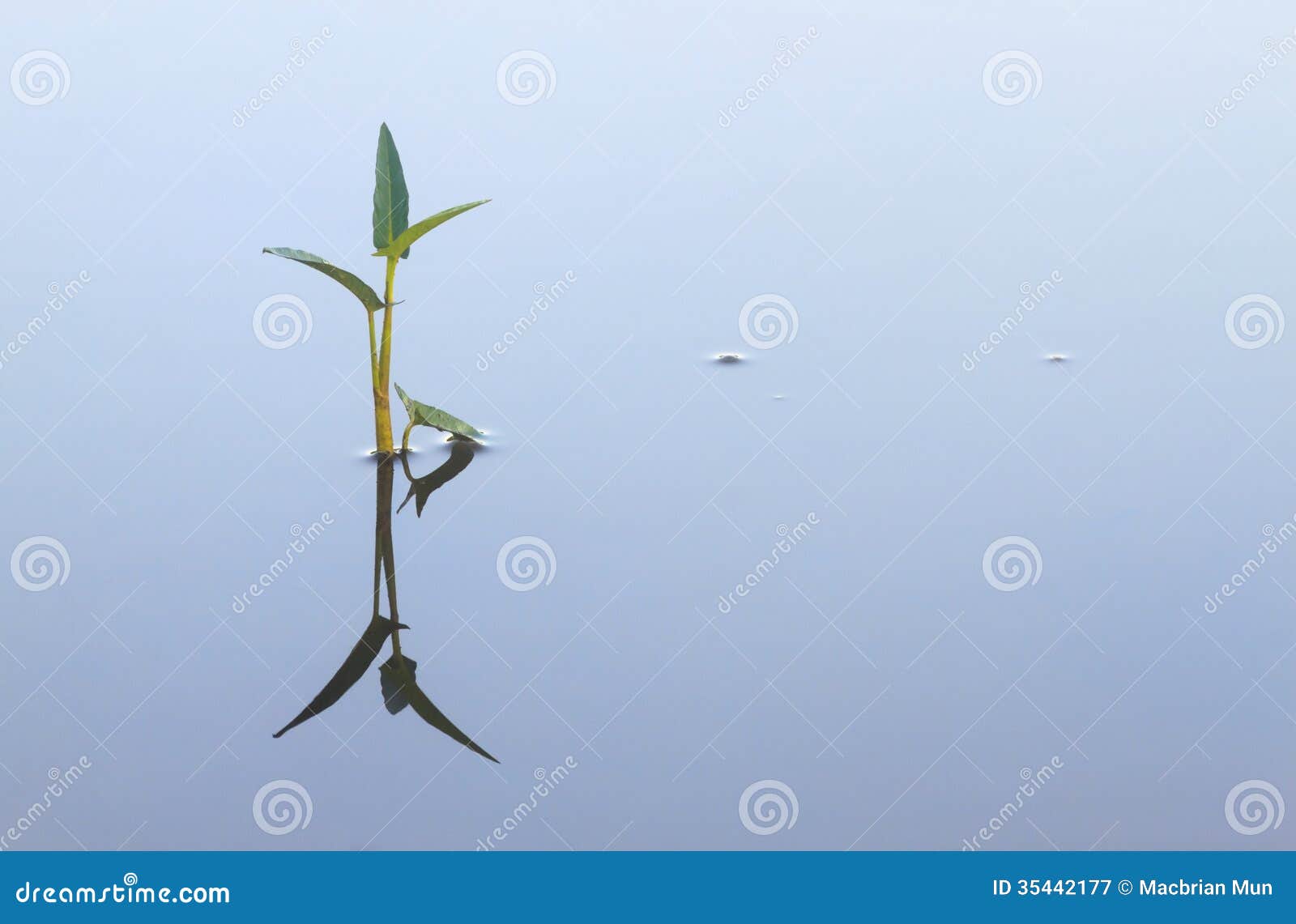Single Plant Growing In Wild Beach Stock Photography | CartoonDealer ...