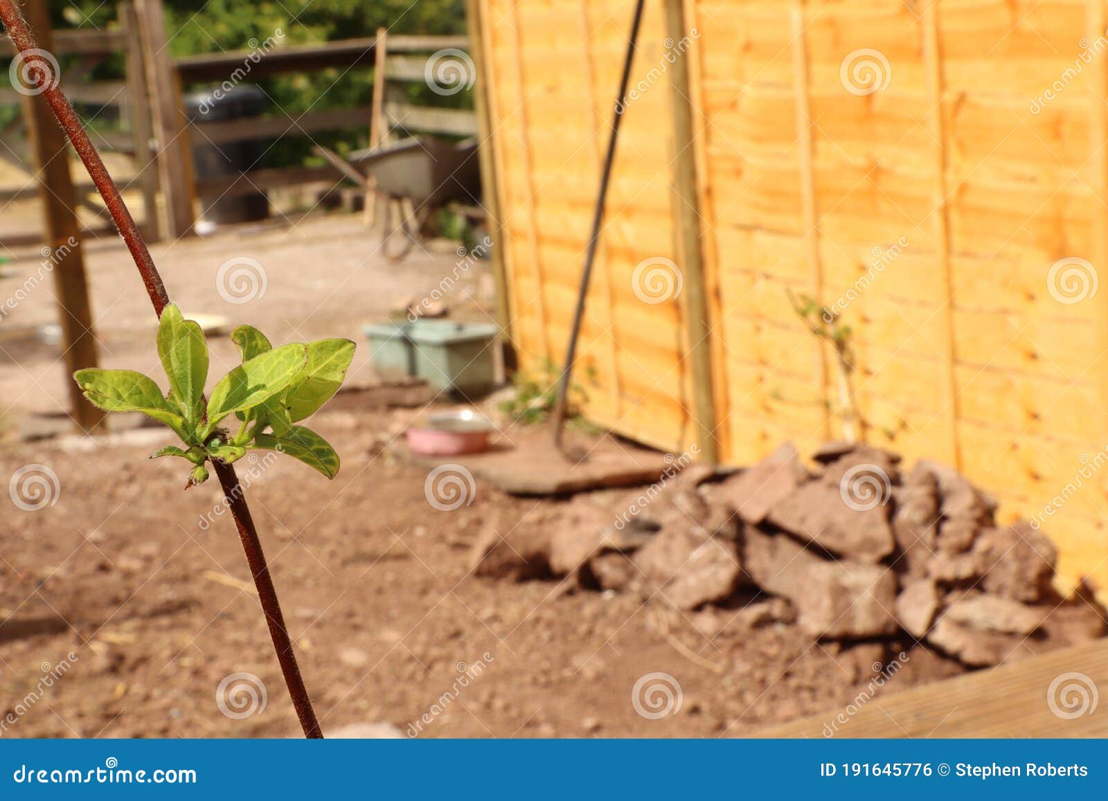 Single Plant Shoots Growing Out of a Scrabbly Front Yard Stock Photo ...