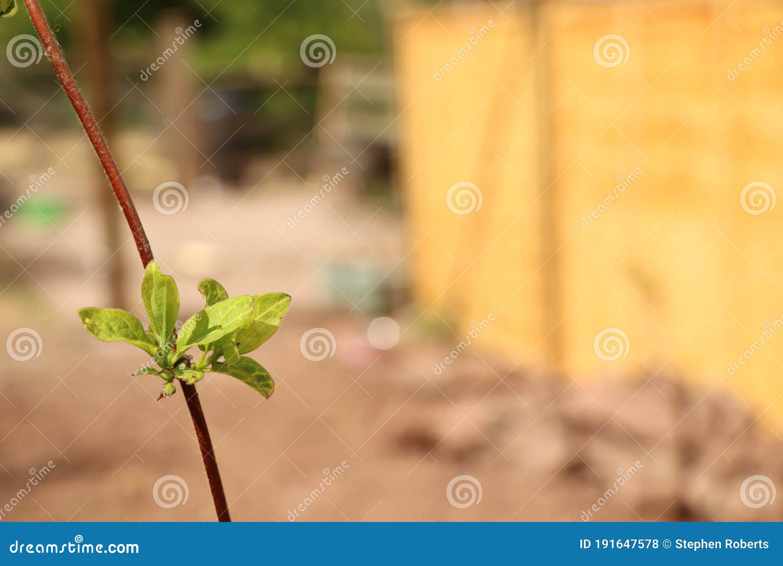 Single Plant Shoots Growing Out of a Scrabbly Front Yard Stock Photo ...