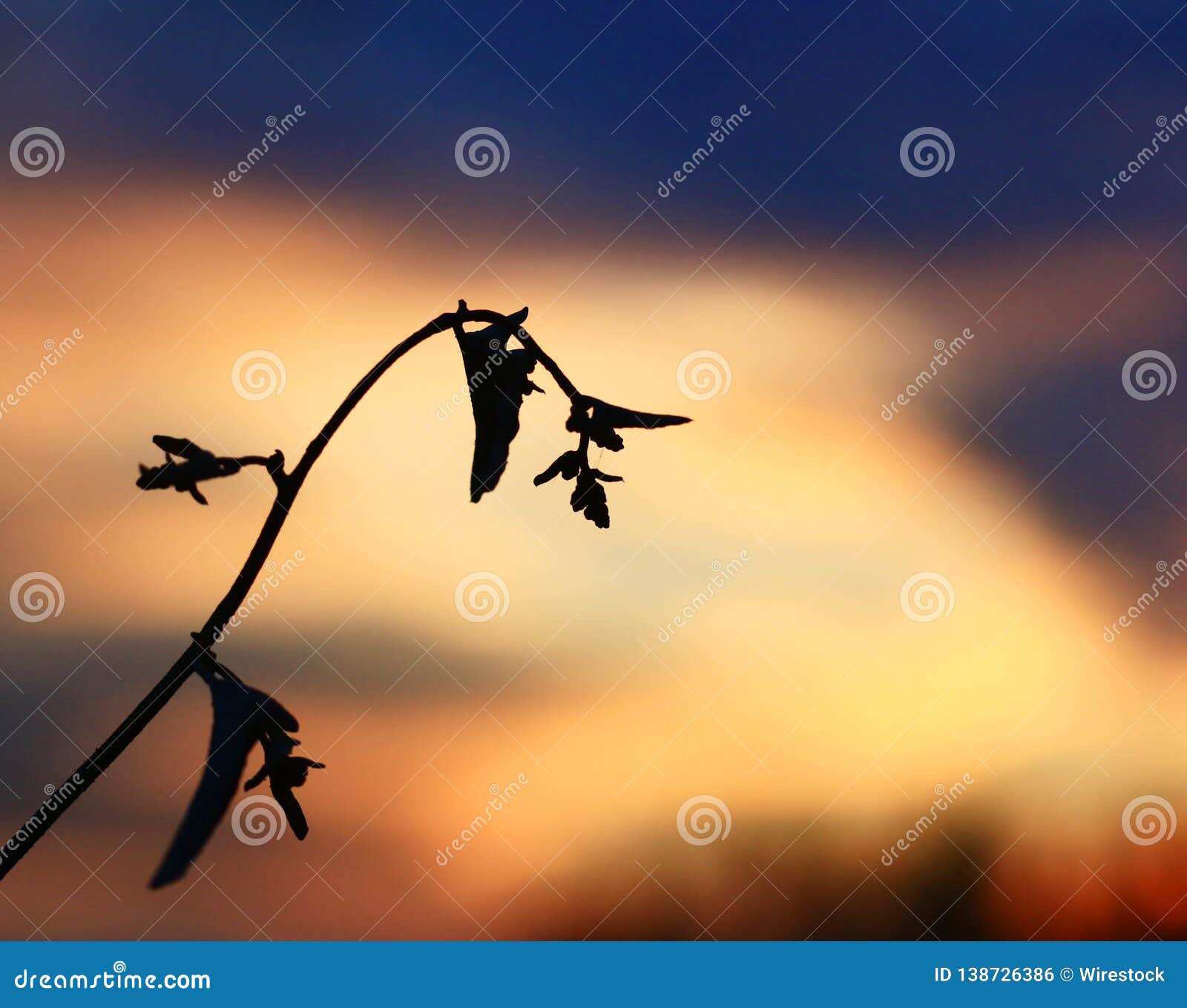 Single plant stock photo. Image of wallpaper, farming - 138726386