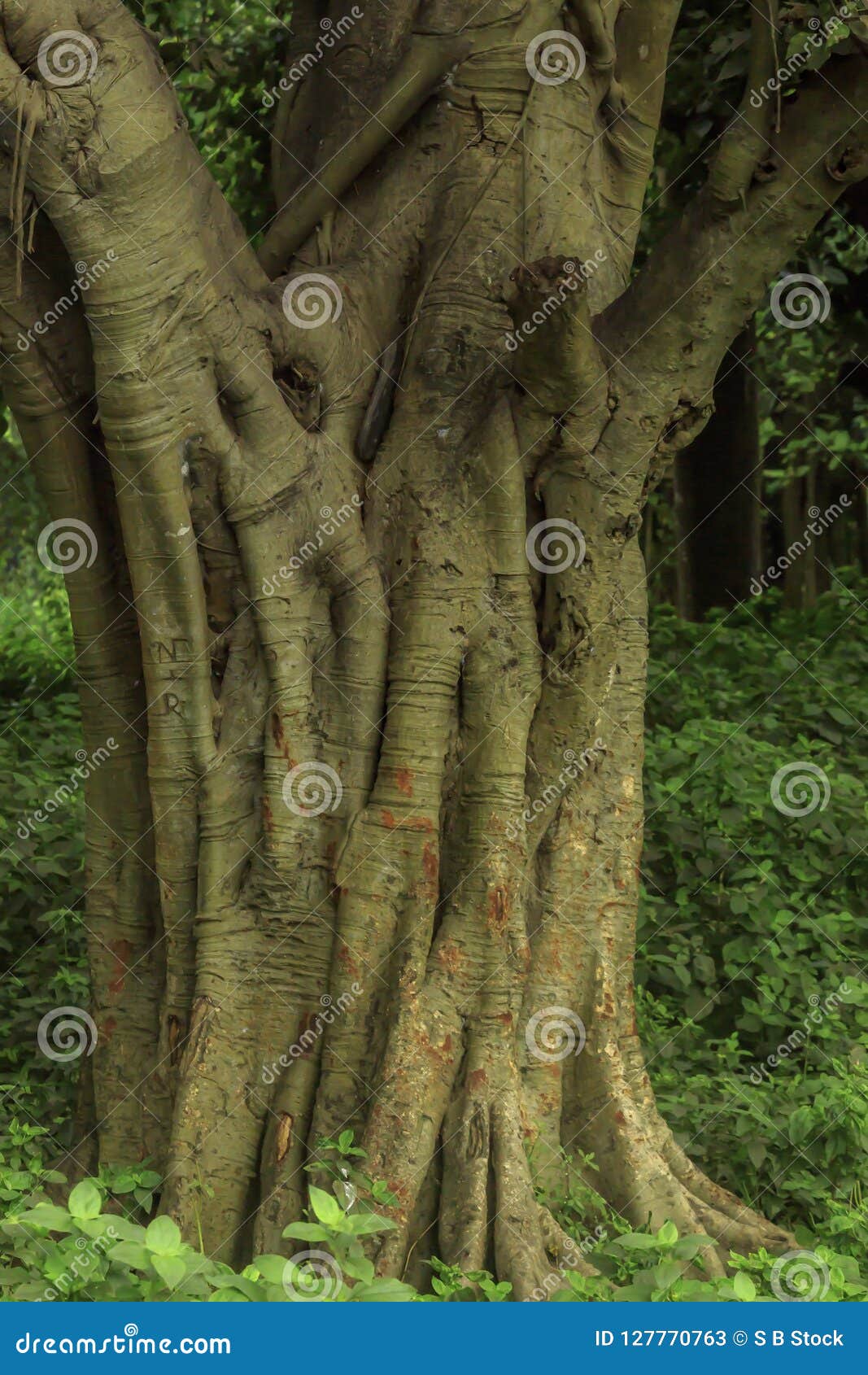 Single Plant Stem Close Up in Isolated Stock Image - Image of floral ...