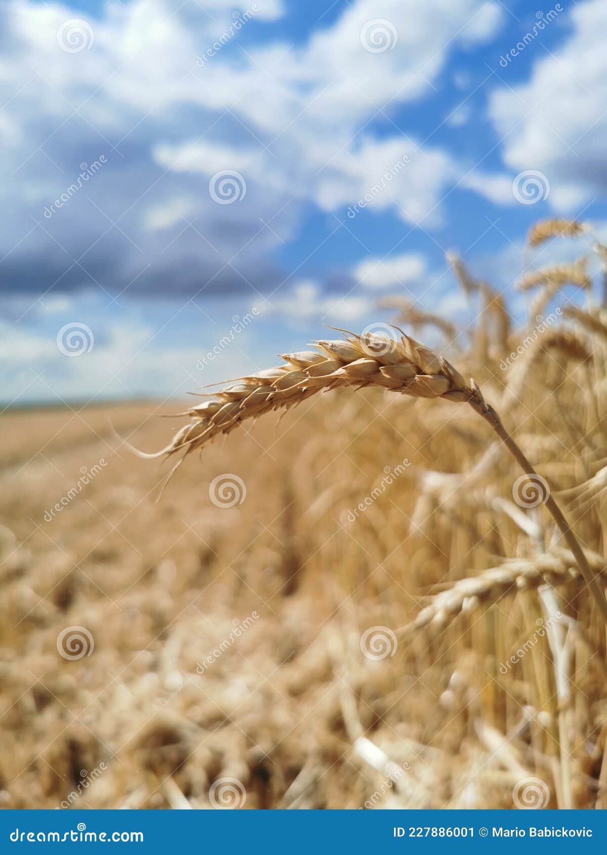 A single plant of wheat stock image. Image of agriculture - 227886001