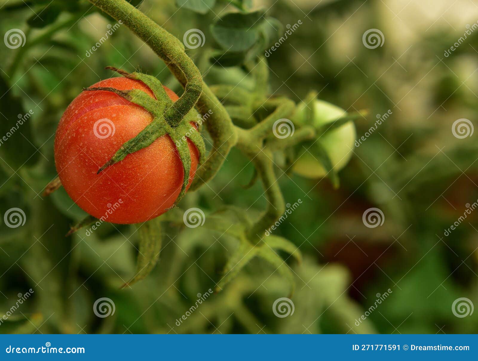 A Single Plum Red Mini Tomato on the Vine in a Tunnel Stock Image ...