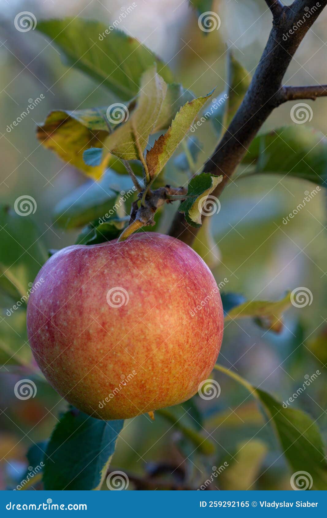 Single Pockmarked Apple on a Branch Stock Image - Image of fruit ...