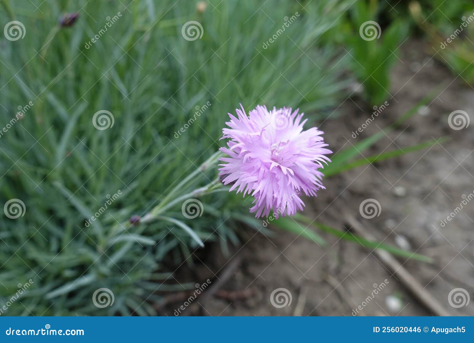 Single Polymerous Light Pink Flower of Dianthus Stock Photo - Image of ...